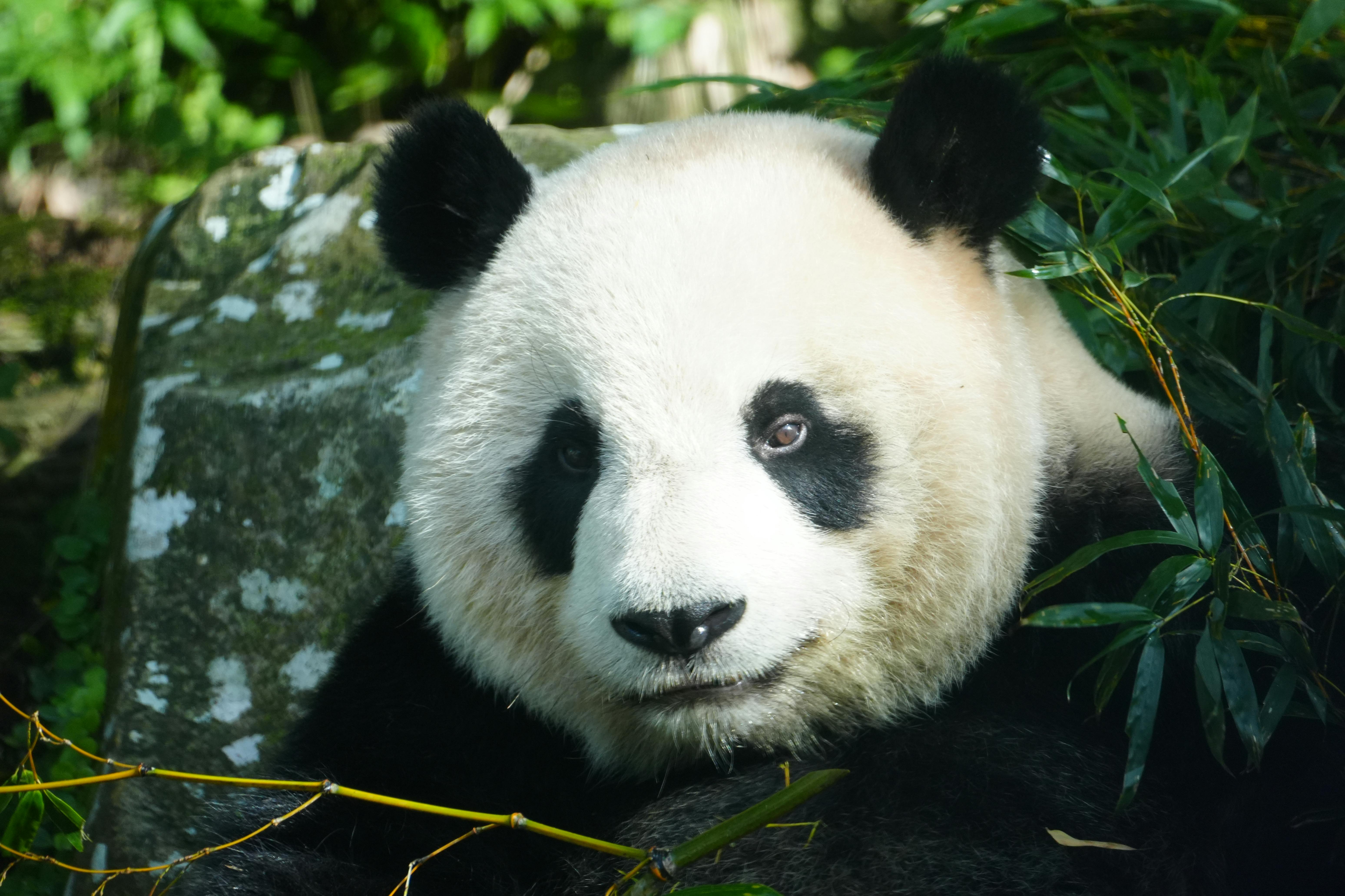 Cute+Legal+Teen+Girl+Saggy+Tits Photos, Download The BEST Free Cute ...