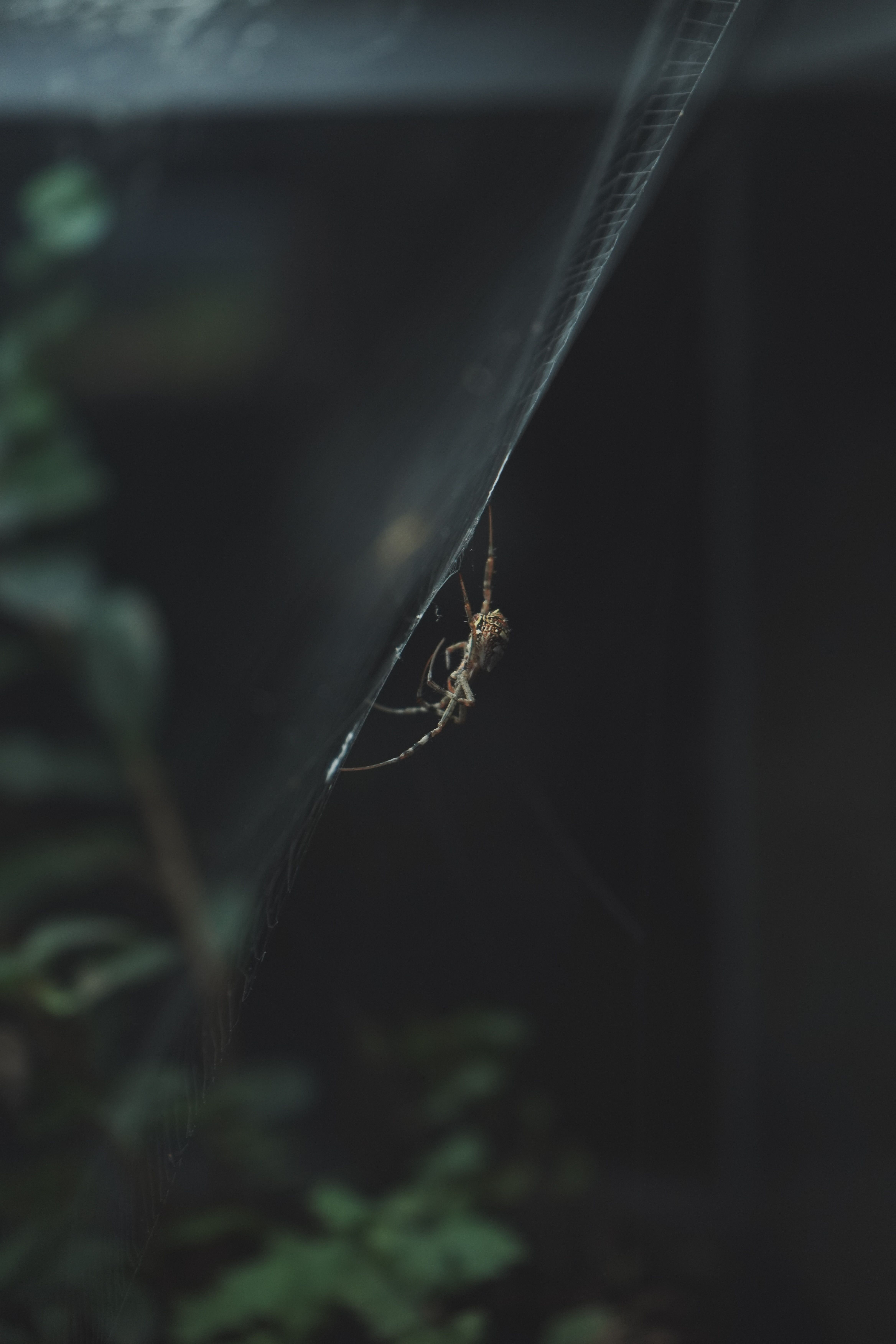 Senpai Spider Photos, Download The BEST Free Senpai Spider Stock Photos ...