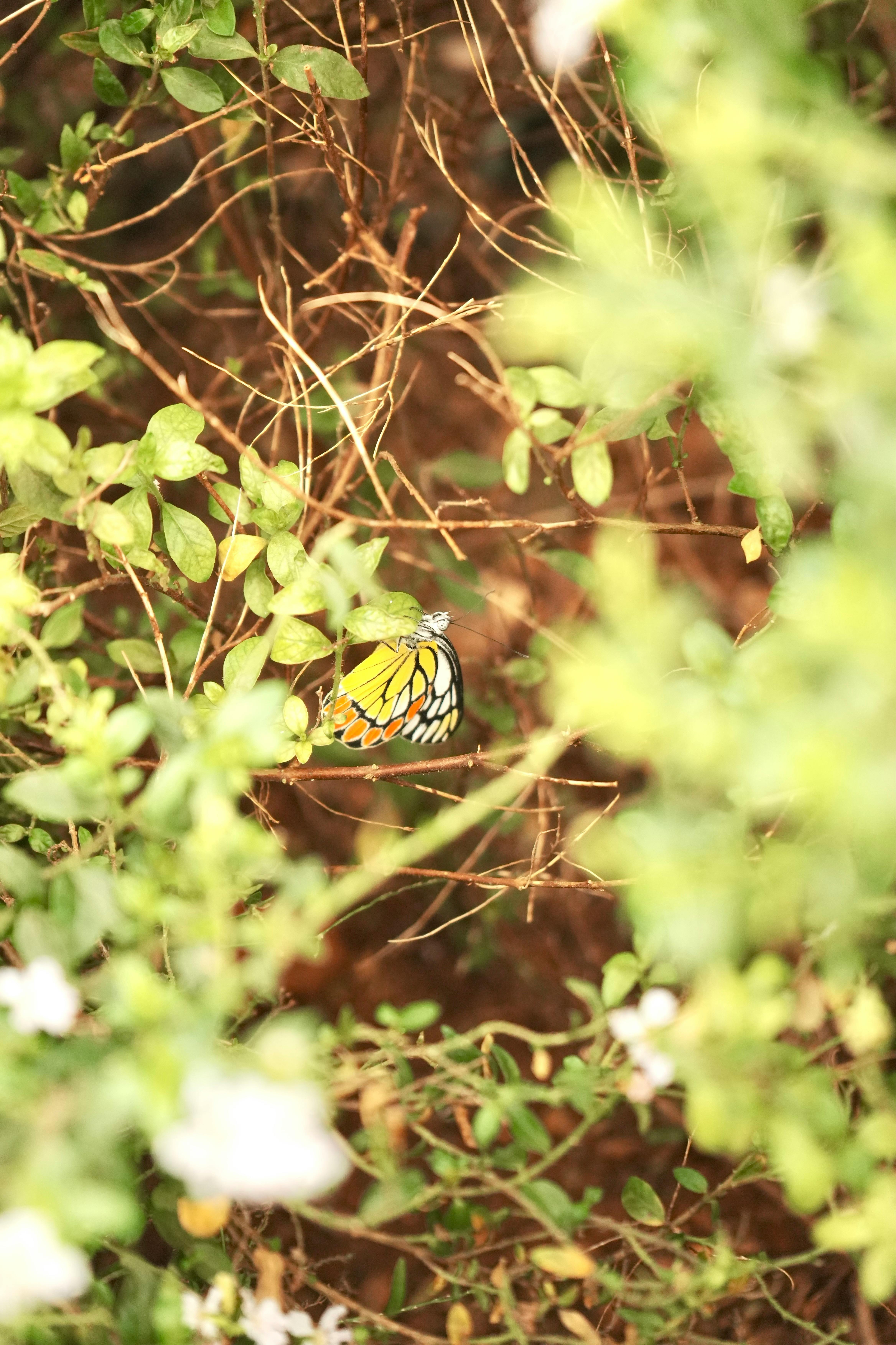 Mariposa Vibrante En Medio De Una Exuberante Vegetación · Foto de stock ...