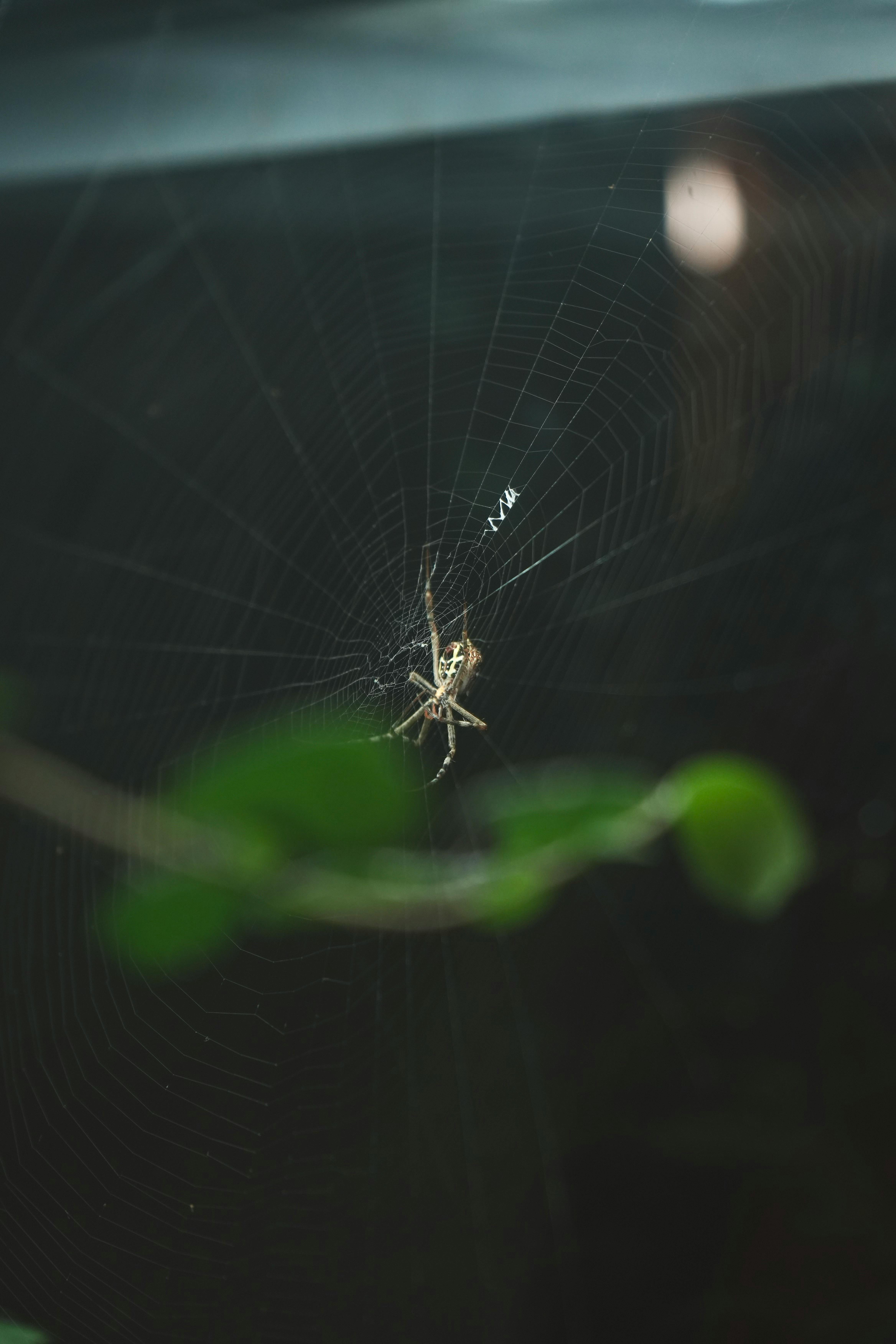 Forrest Creature Photos, Download The BEST Free Forrest Creature Stock ...