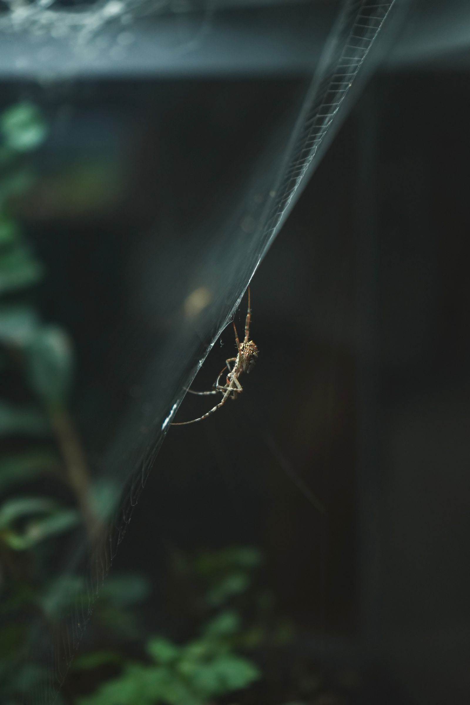 Senpai Spider Photos, Download The BEST Free Senpai Spider Stock Photos ...