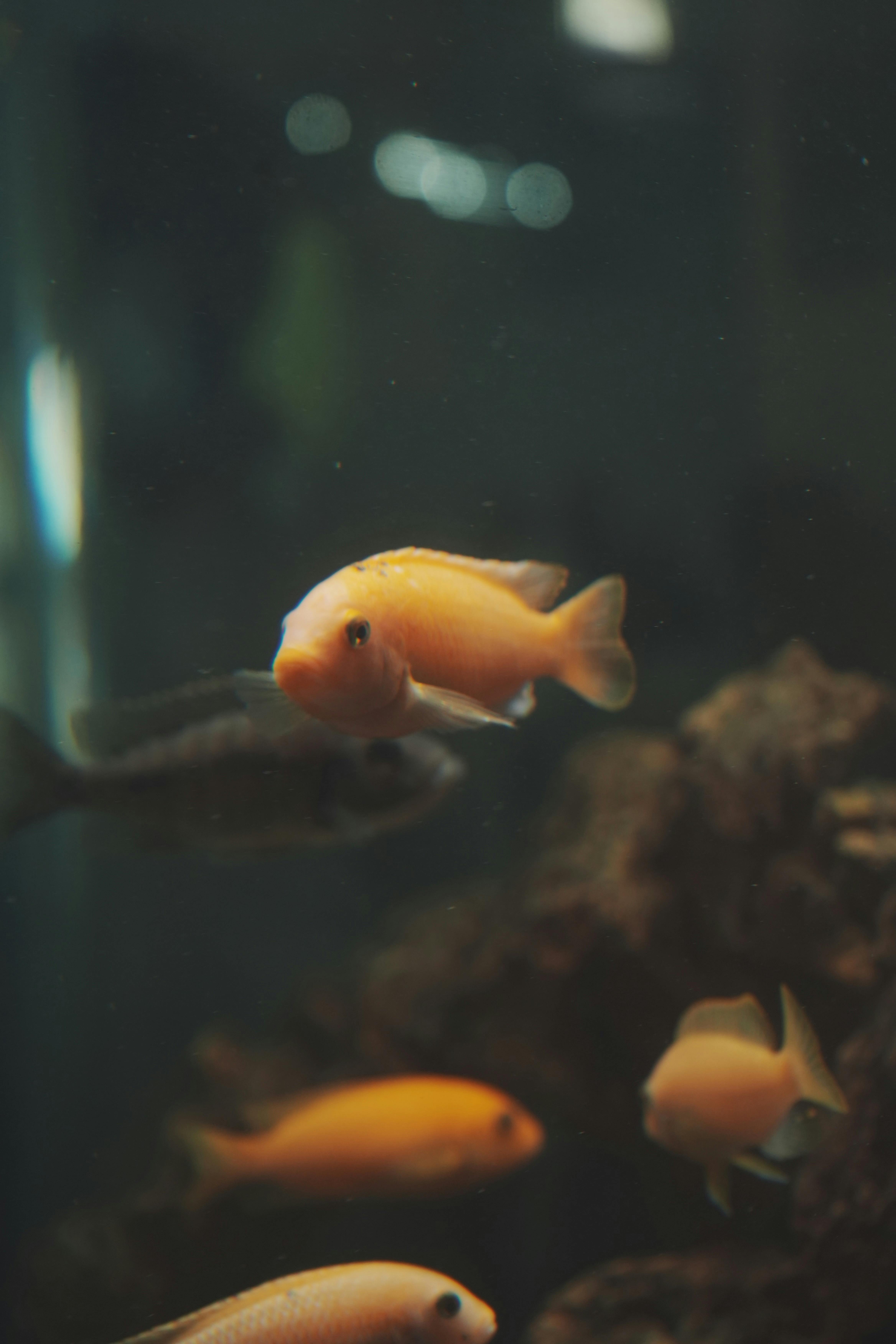 Shubman Gill Cricket Photos, Download The BEST Free Shubman Gill Cricket Stock Photos & HD Images