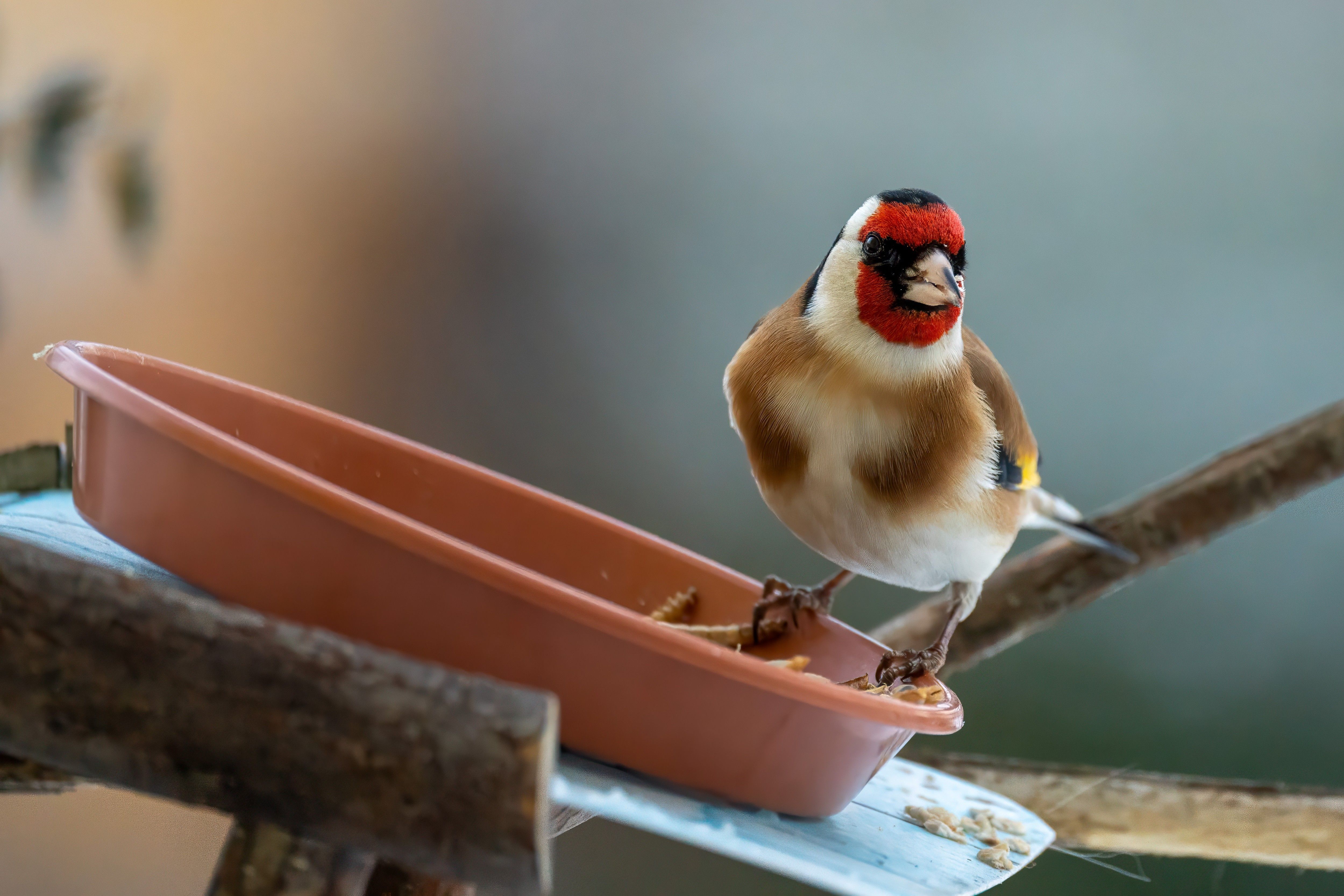 Vibrant Goldfinch Feeding in Winter Scene · Free Stock Photo