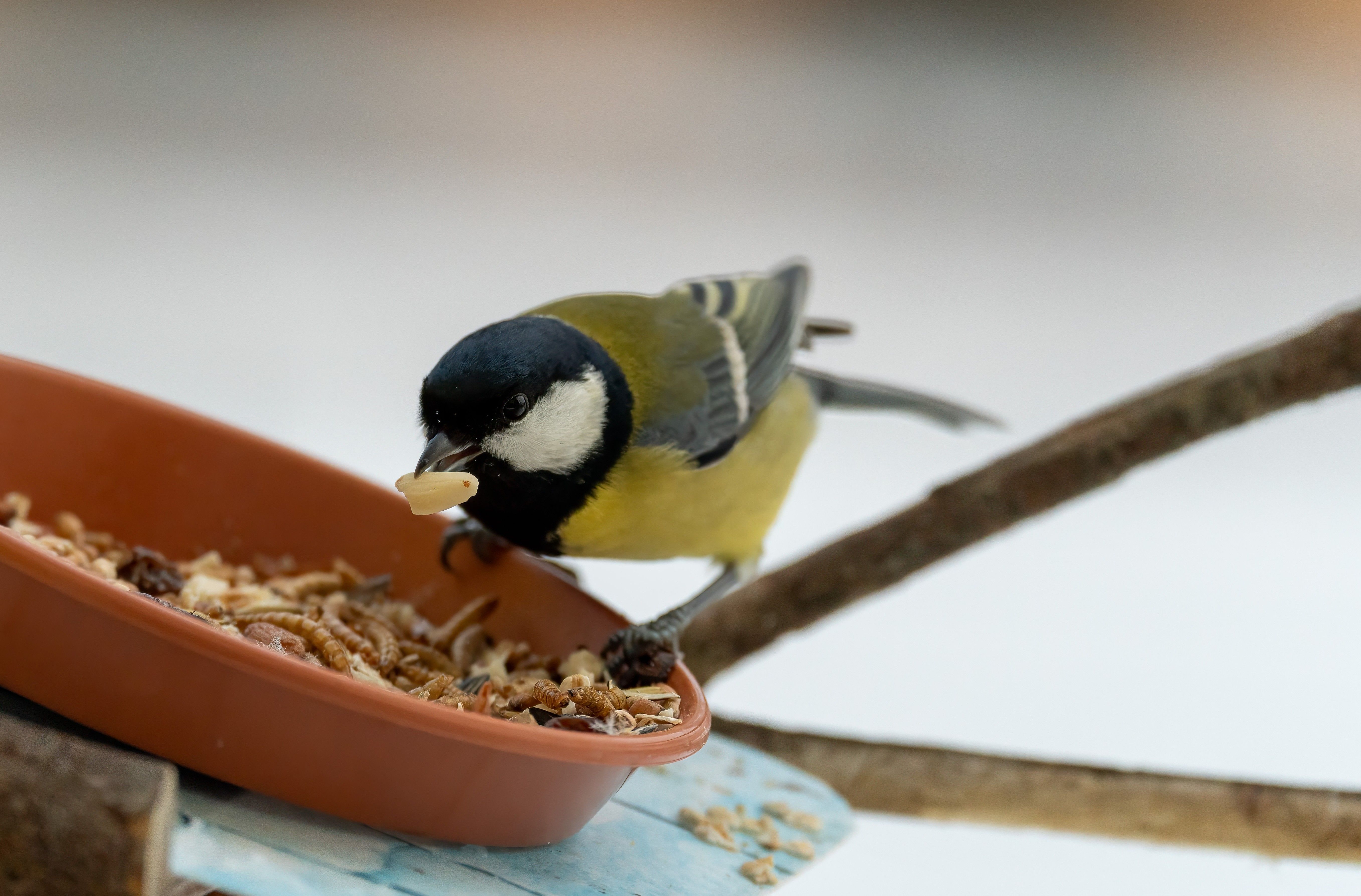 Gratis arkivbilde av bakgård fugler, bird table, birdslove ...