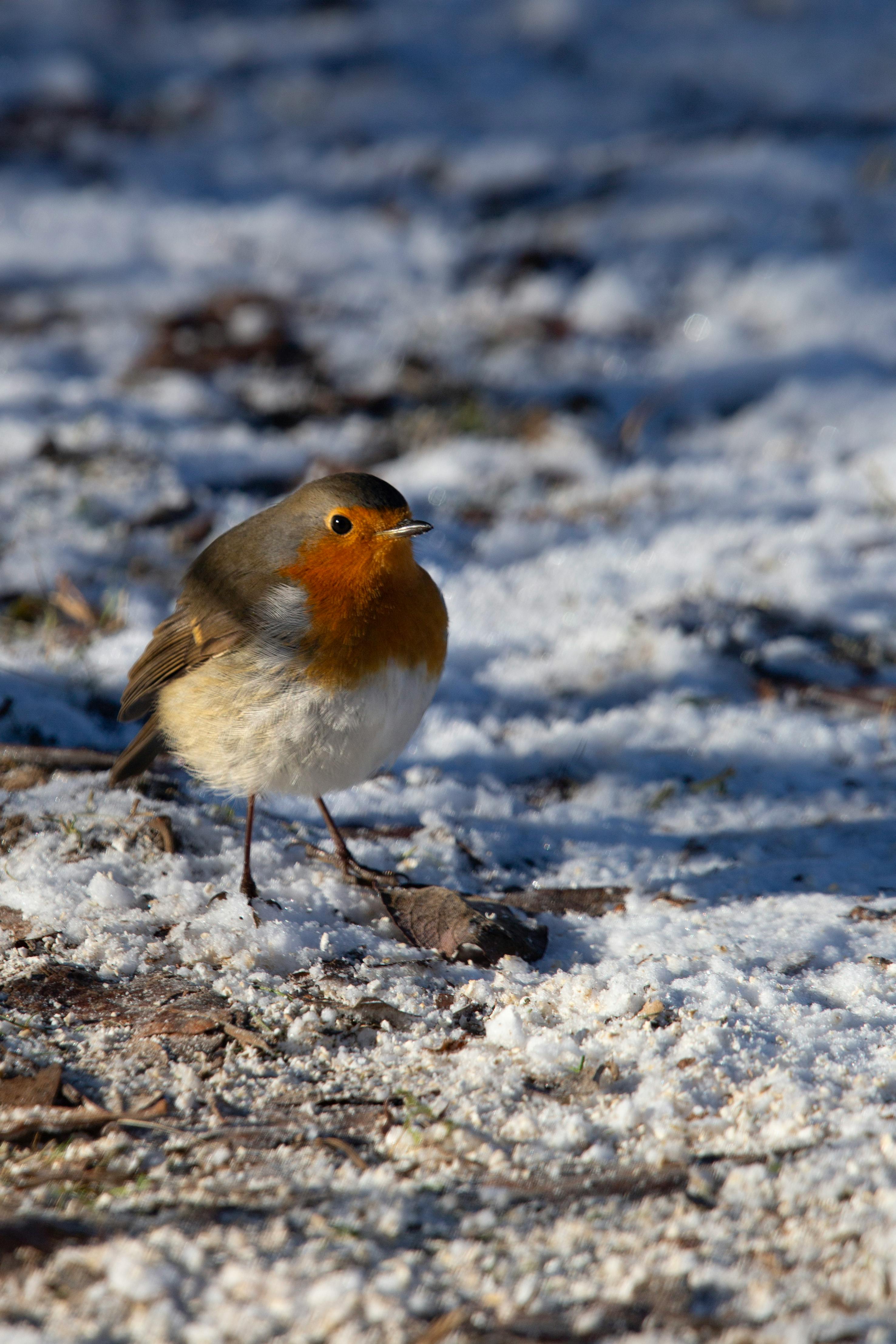 Bgmi Photo Photos, Download The BEST Free Bgmi Photo Stock Photos & HD ...