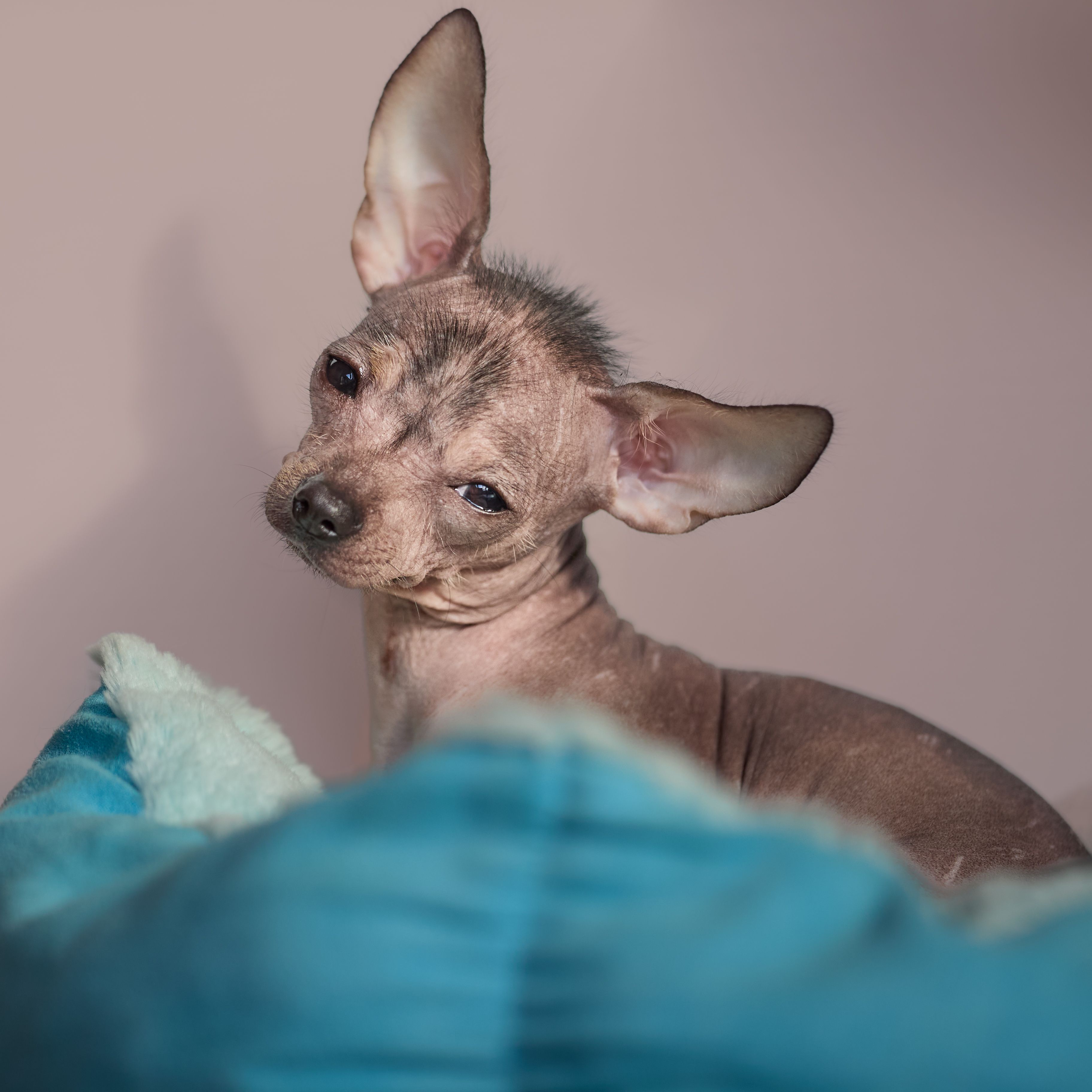 Adorable Hairless Dog in Studio Portrait · Free Stock Photo