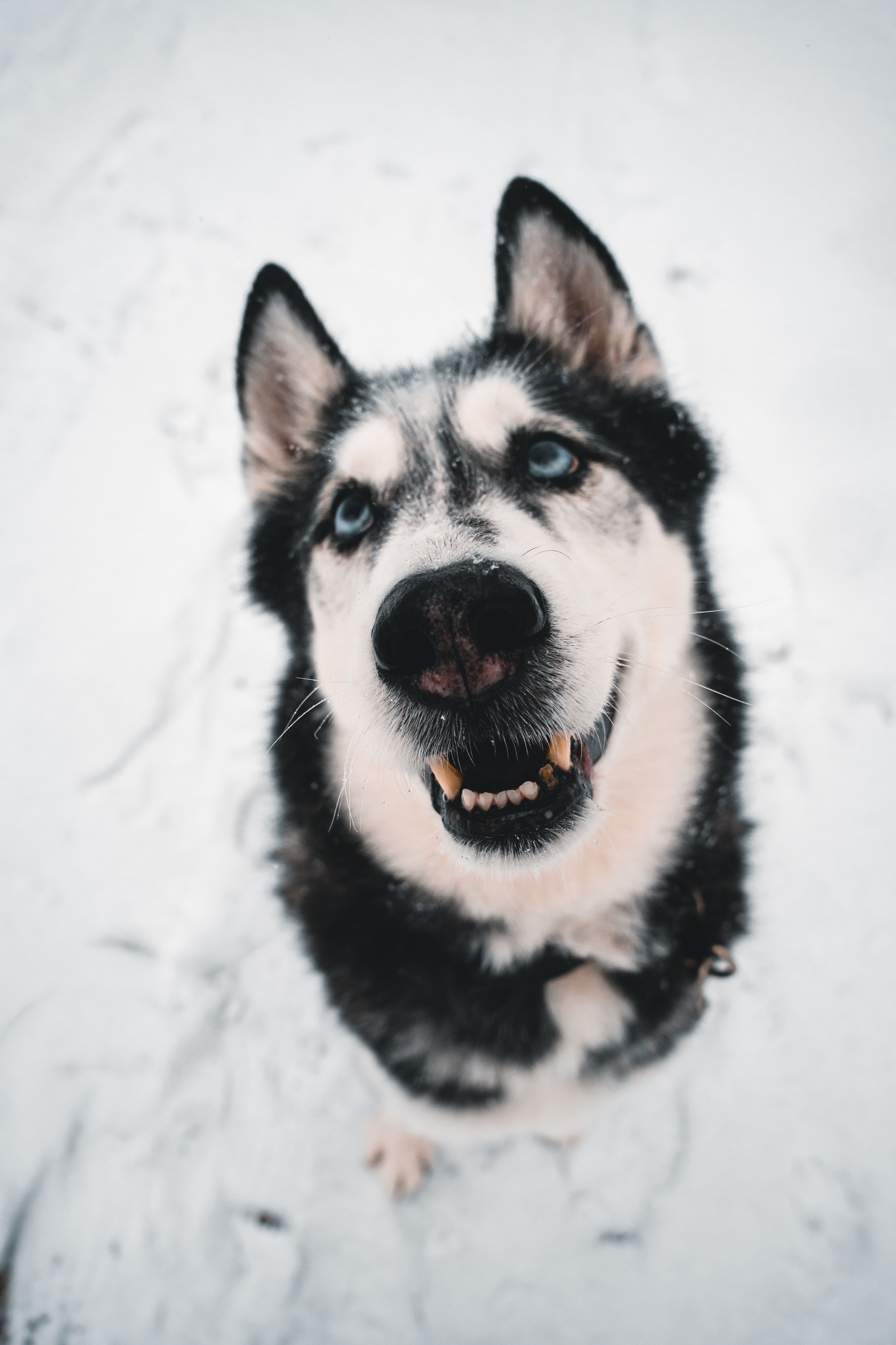 4k Wallpaper Wolf Black In Snowdesktop Photos, Download The BEST Free ...