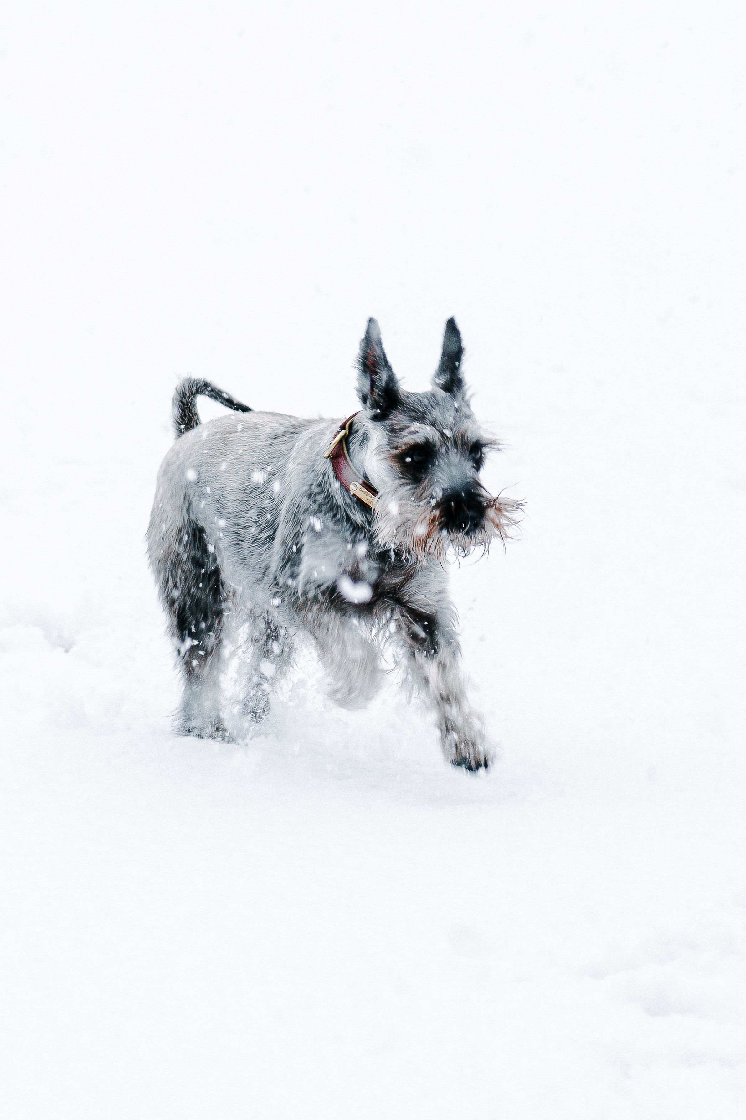 Snowy Day Photos, Download The BEST Free Snowy Day Stock Photos & HD Images