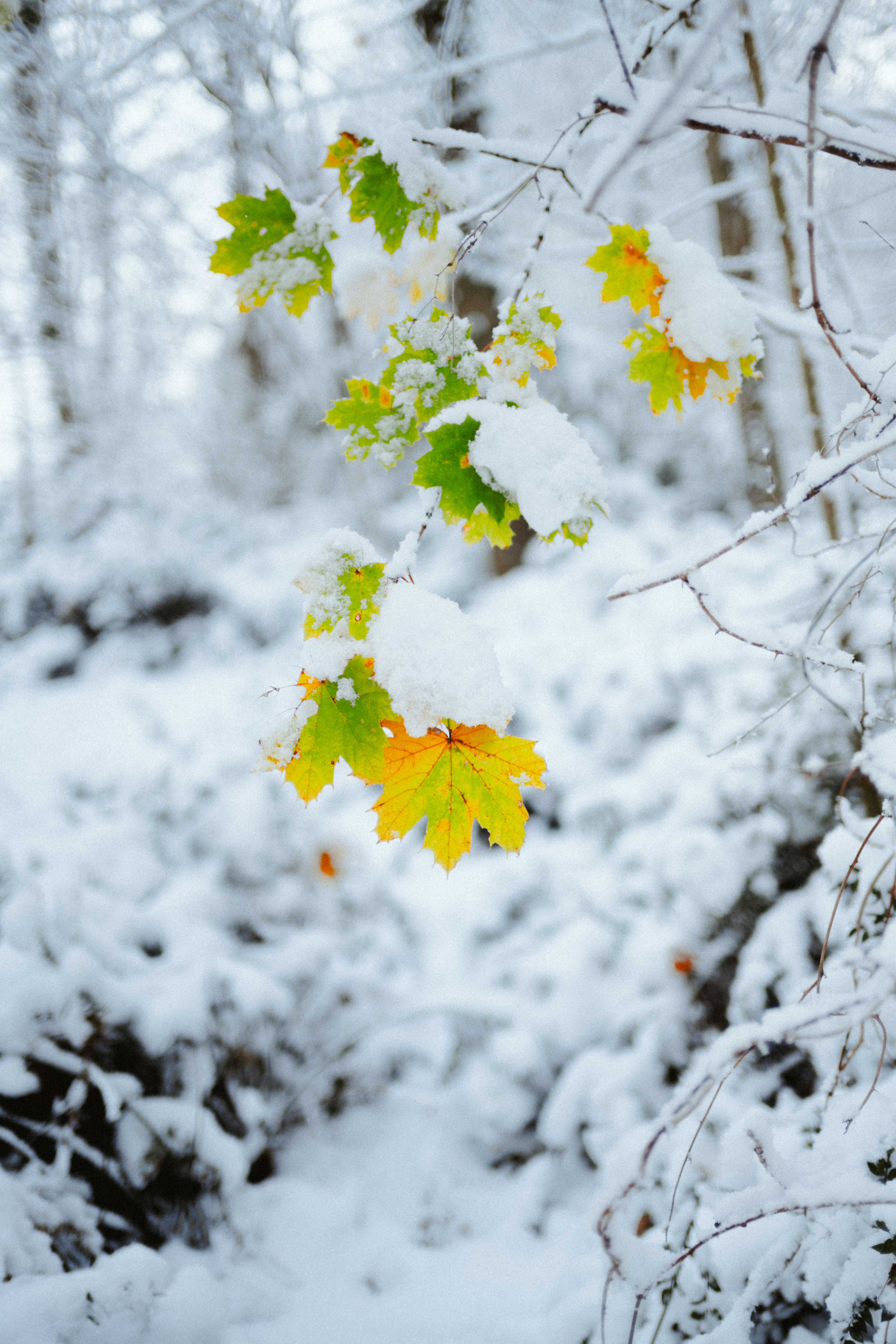 Fall Leaves Snow Photos, Download The BEST Free Fall Leaves Snow Stock ...