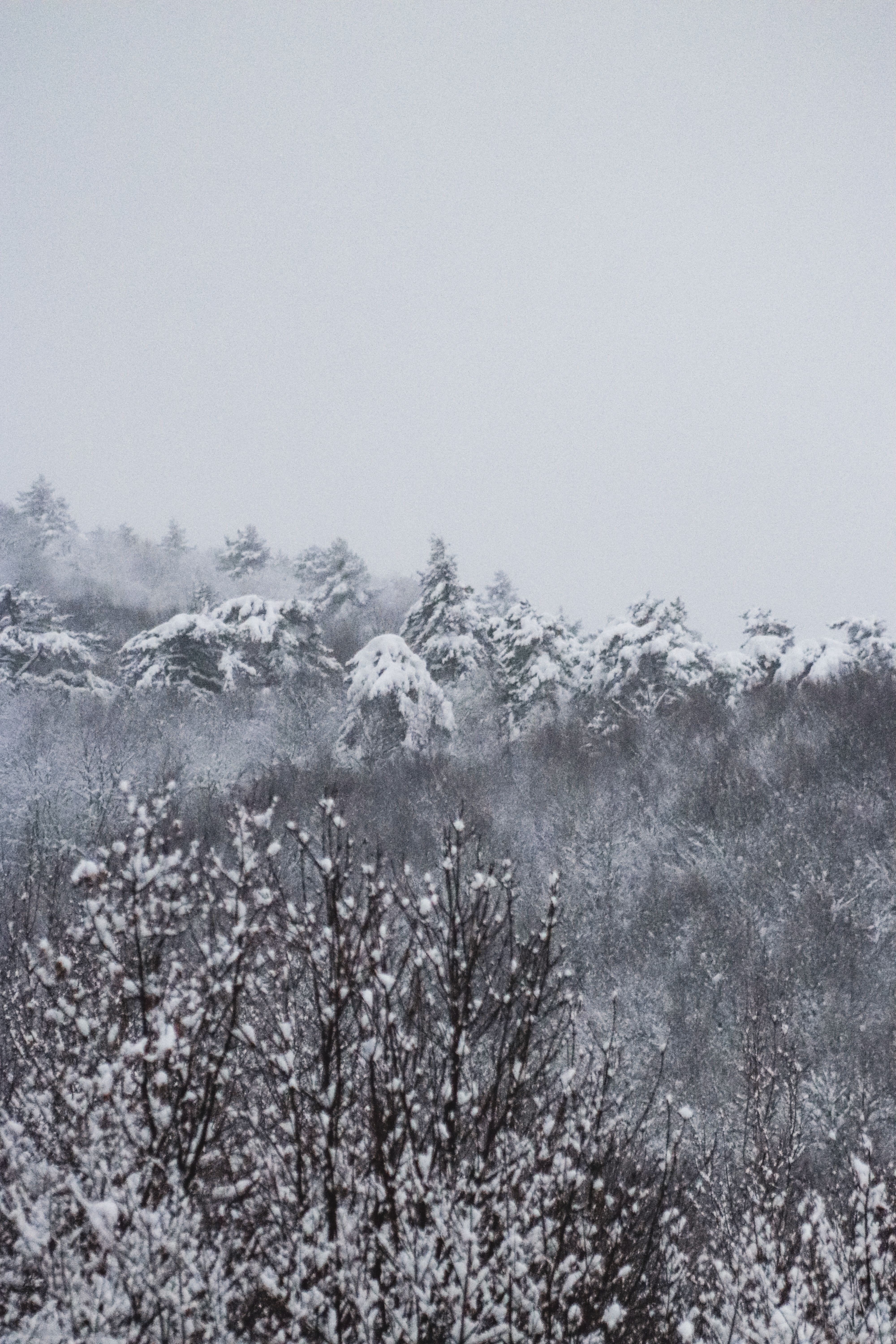 Snowy Pine Forest in Mengen, Bolu during Winter · Free Stock Photo