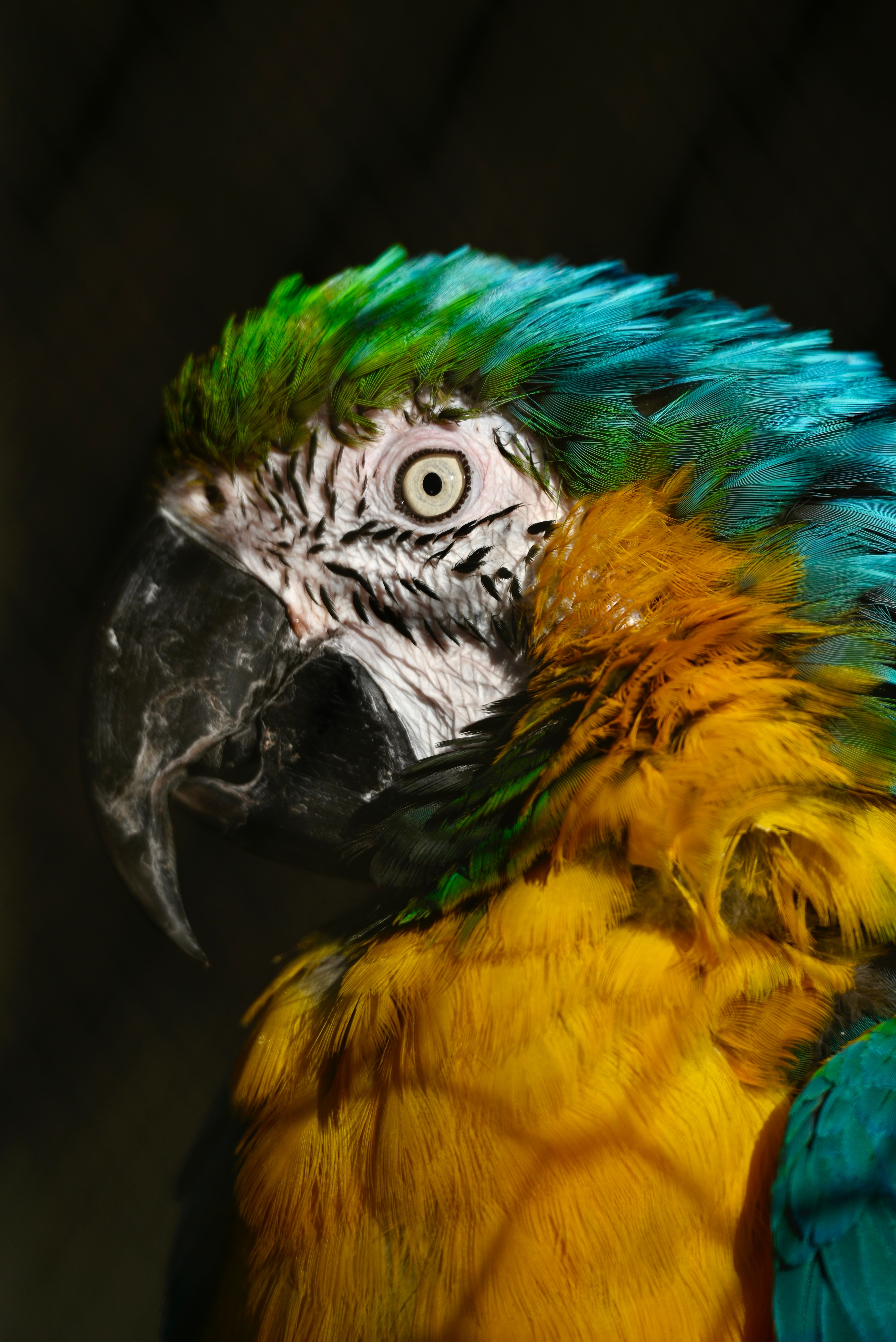 Foto de stock gratuita sobre al aire libre, amazonas, américa del sur ...