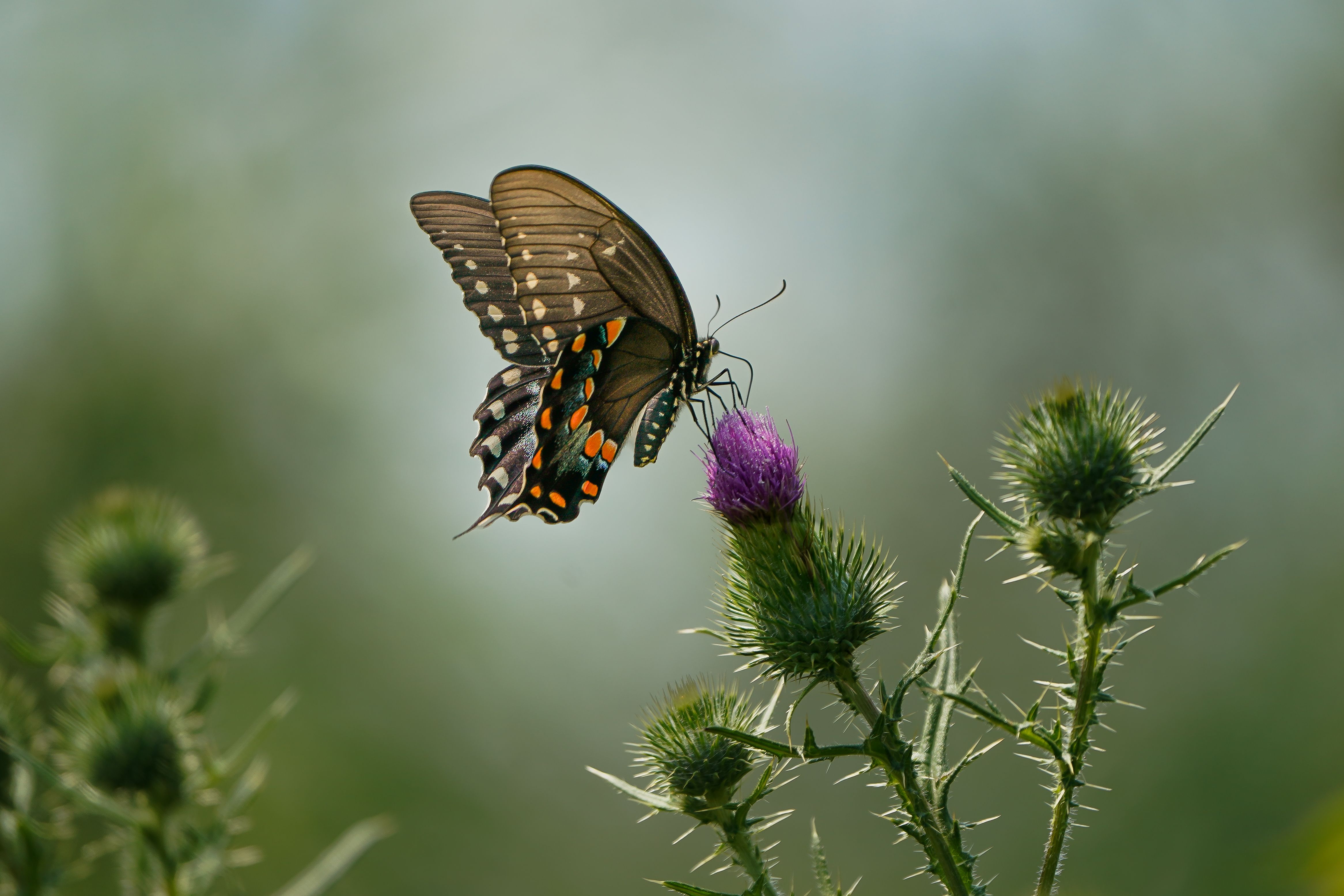 Butterflies Flying Photos, Download The BEST Free Butterflies Flying ...