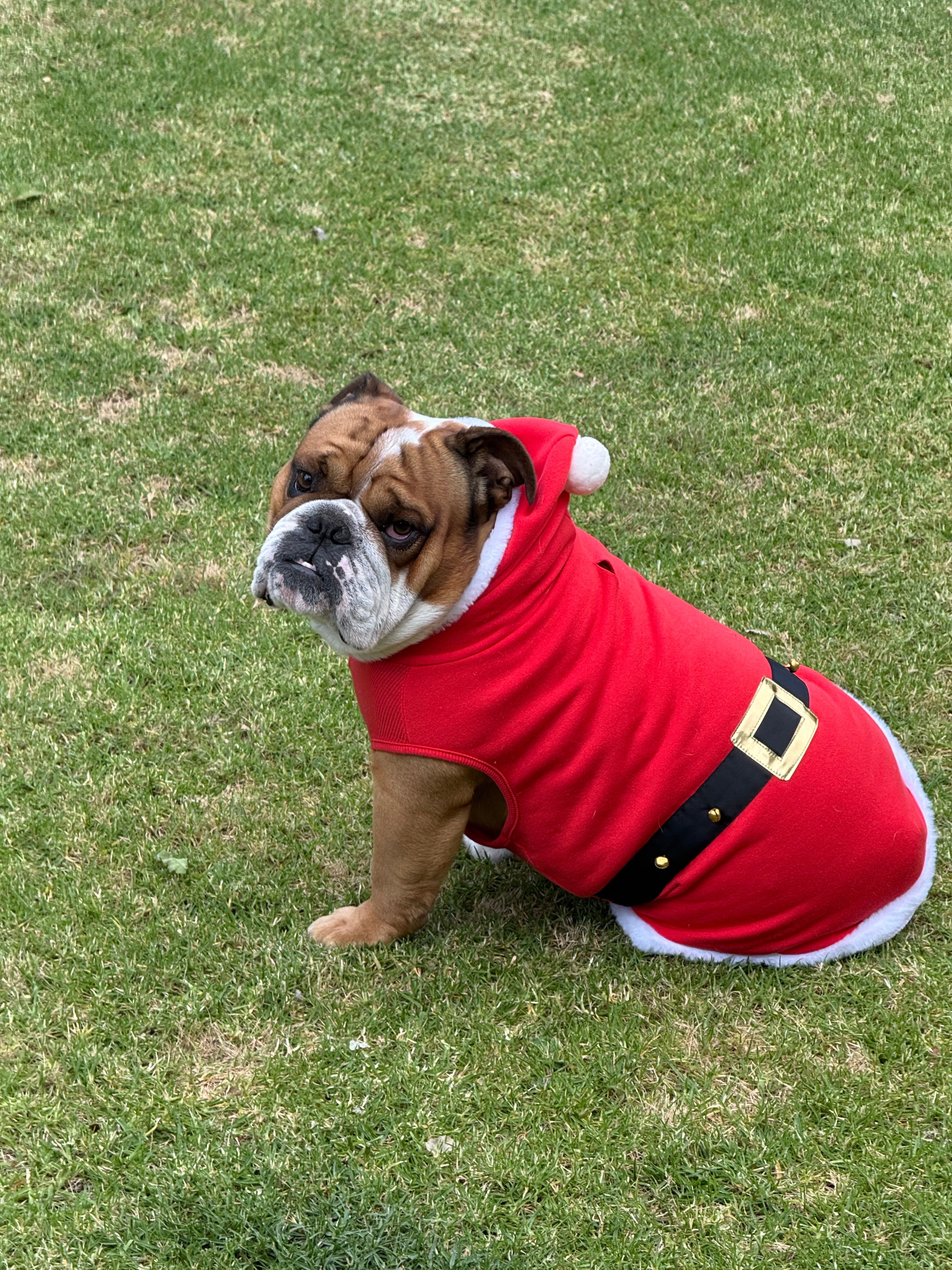 Adorable Bulldog in Santa Costume on Grass · Free Stock Photo