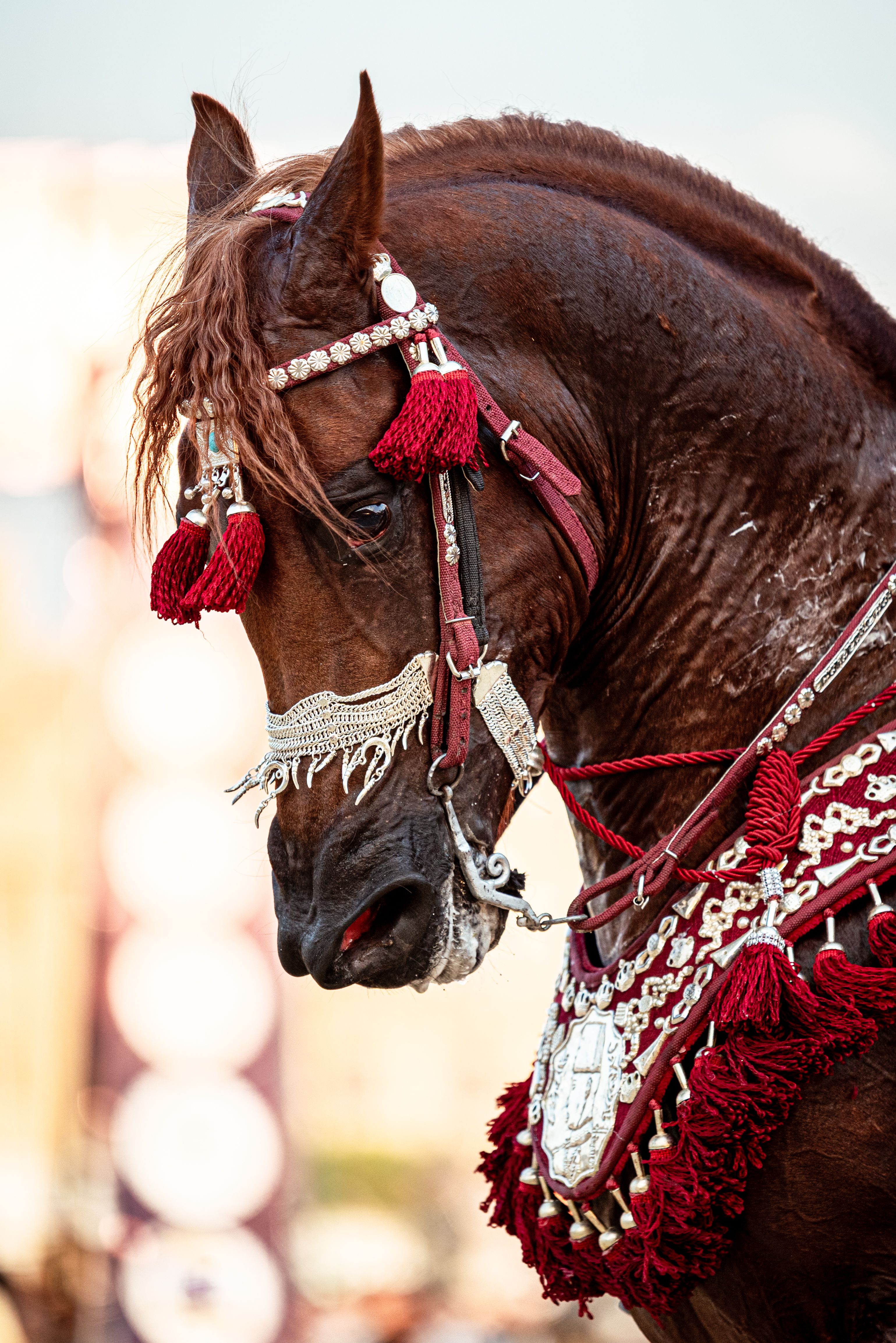 Elegant Arabian Horse with Traditional Egyptian Tack · Free Stock Photo