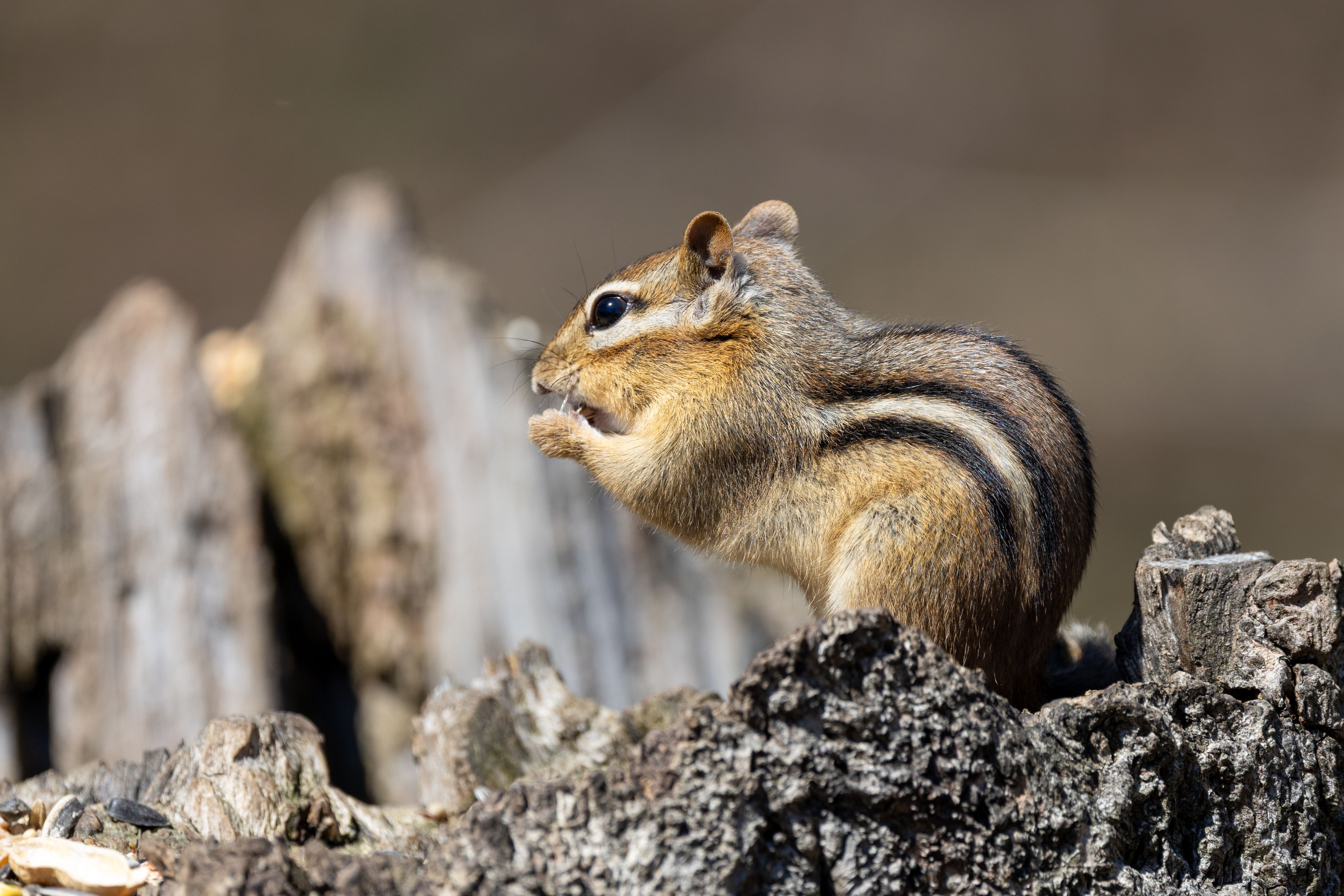 Close-up of an Eastern Chipmunk on a Log · Free Stock Photo