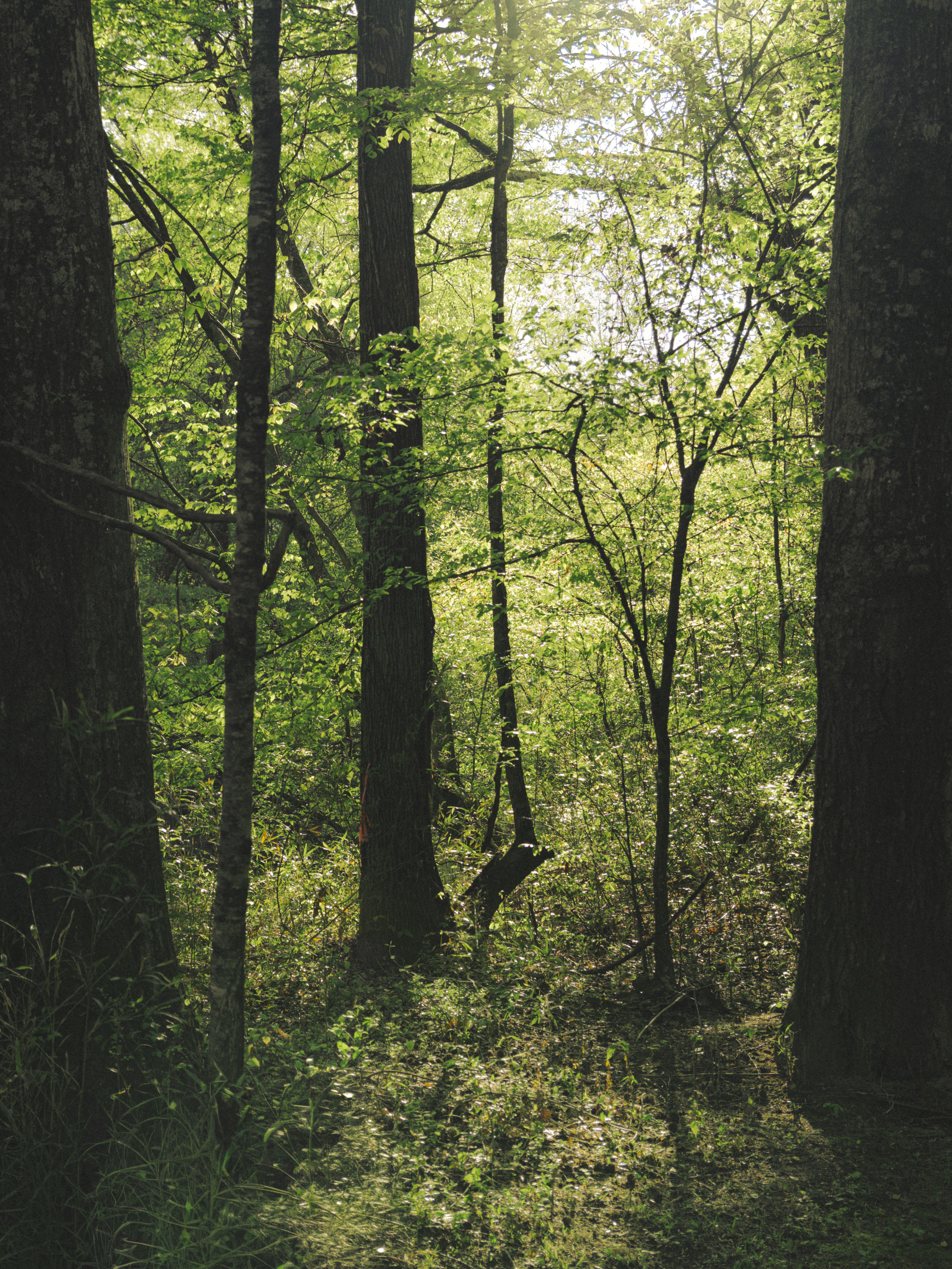 Sunlit Forest Scene in Atlanta, Georgia · Free Stock Photo