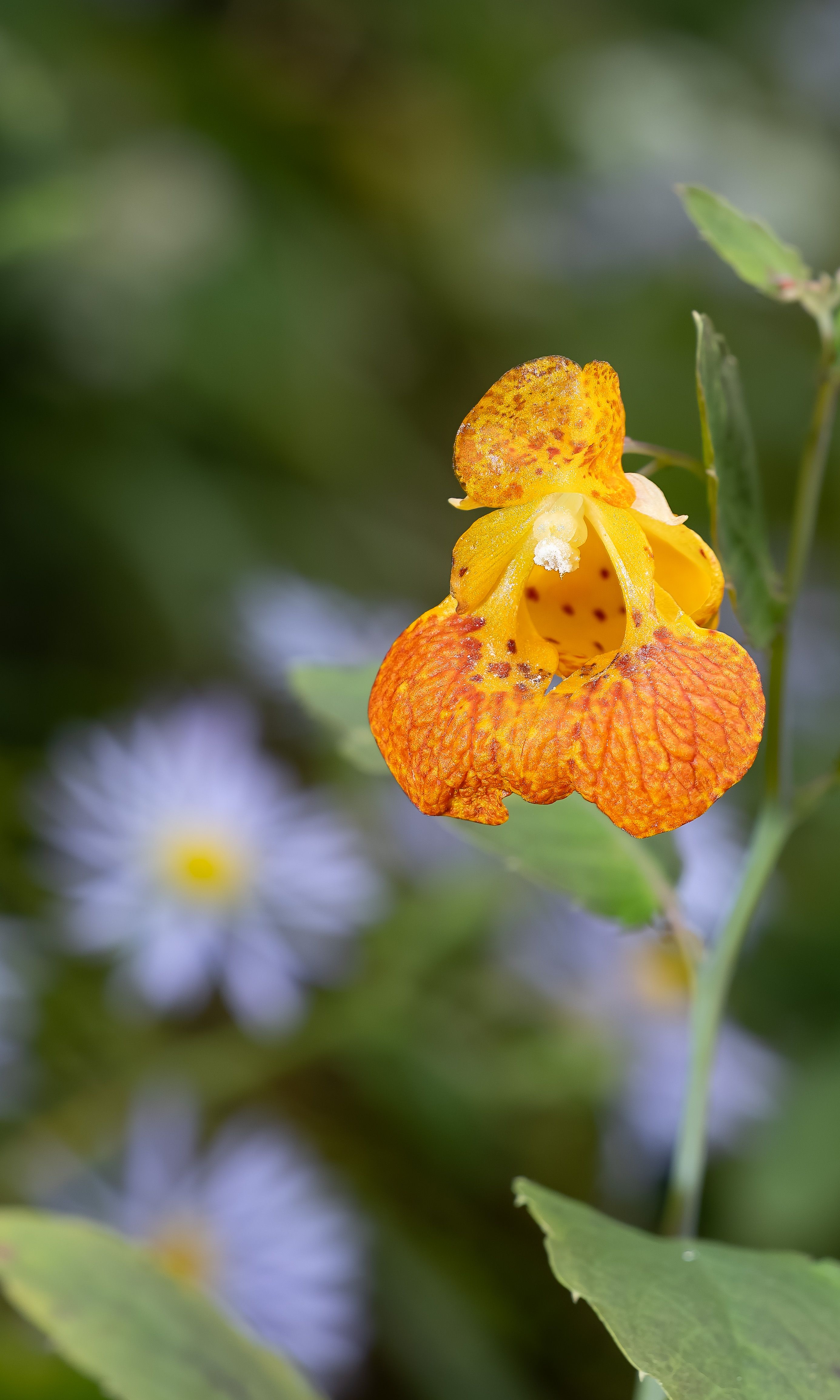 Close-up of Bright Orange Spotted Jewelweed Flower · Free Stock Photo