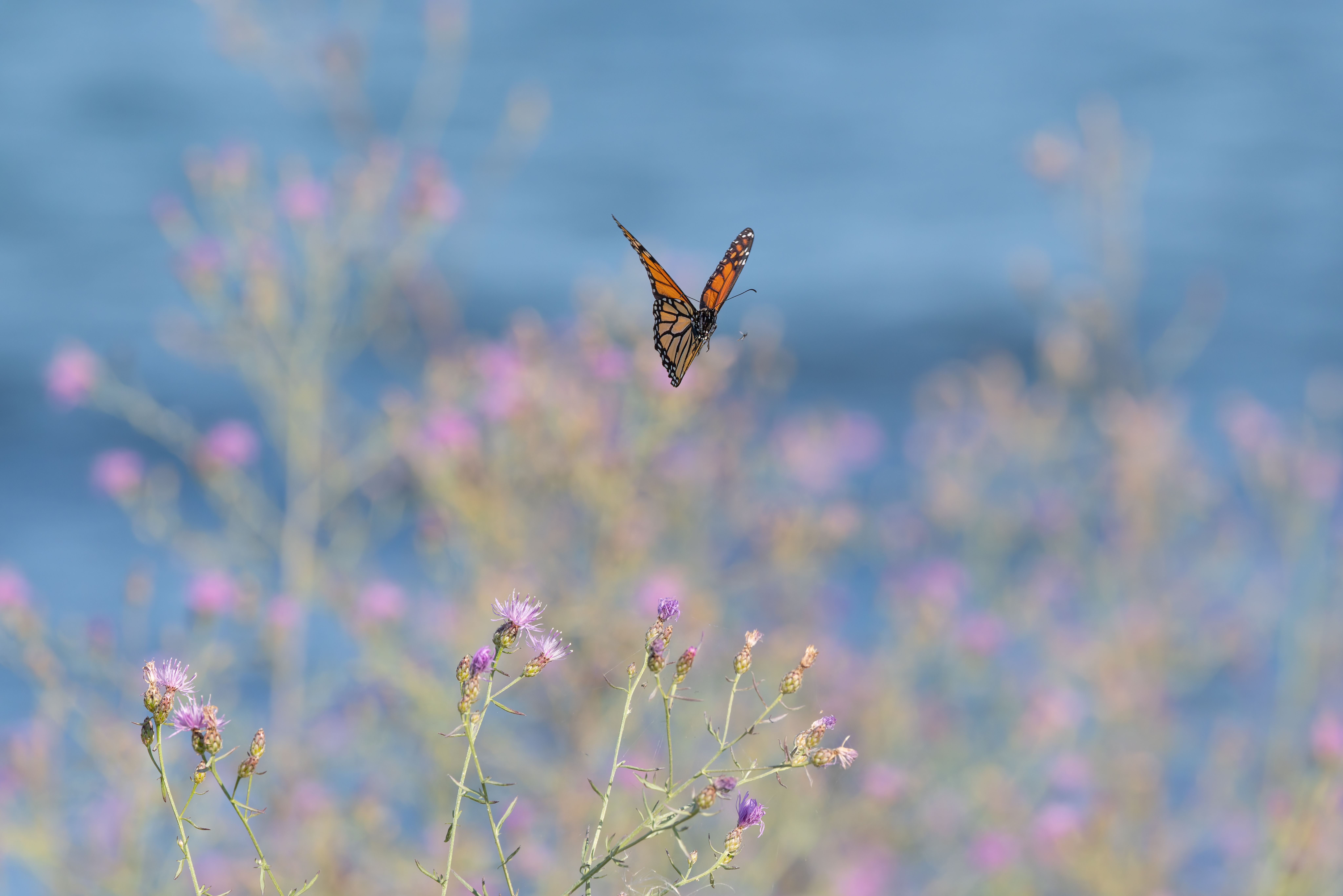 Monarch Butterfly Soars Above Wildflower Field · Free Stock Photo