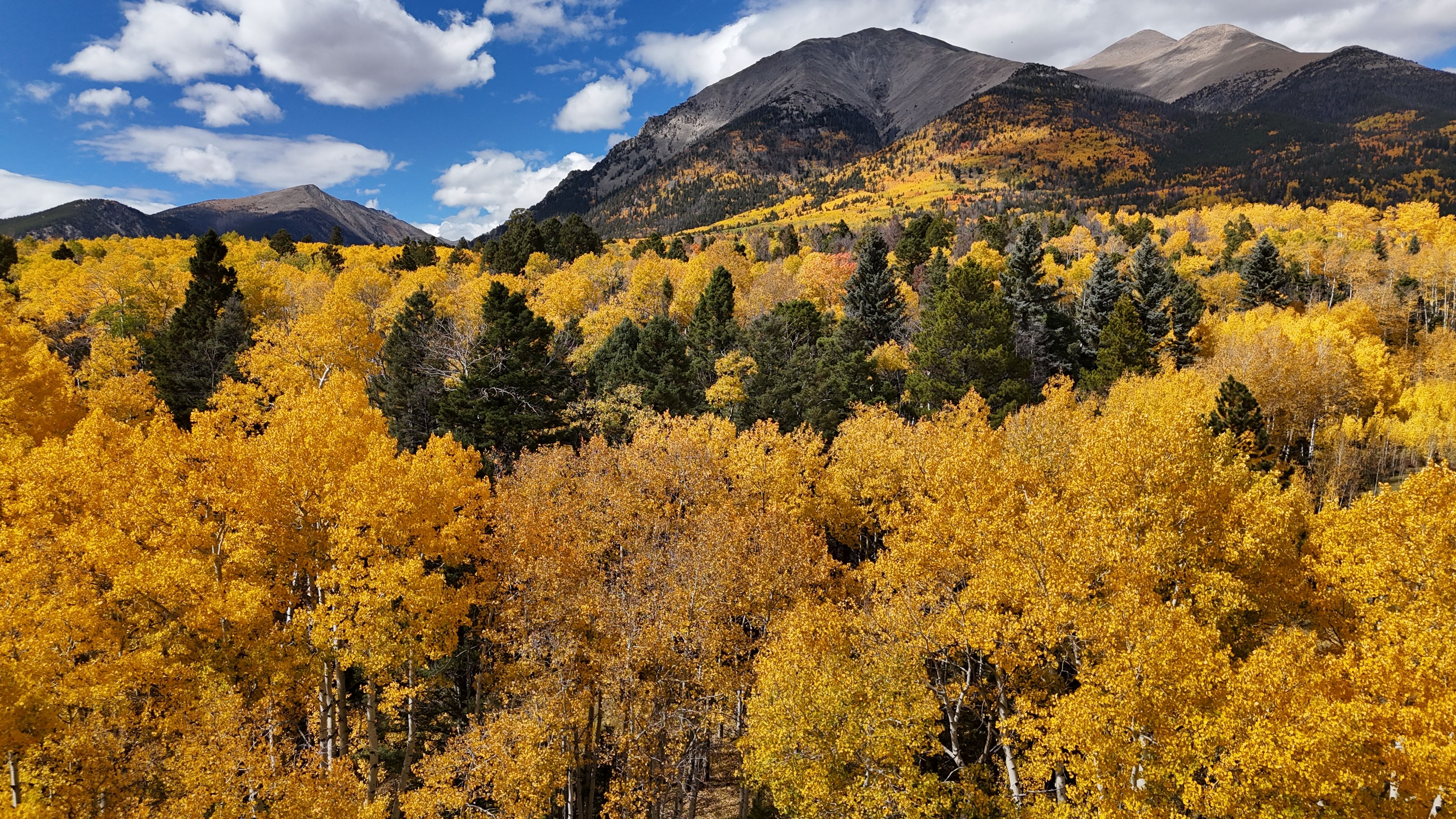 Vibrant Autumn Landscape with Aspen Trees in Colorado · Free Stock Photo