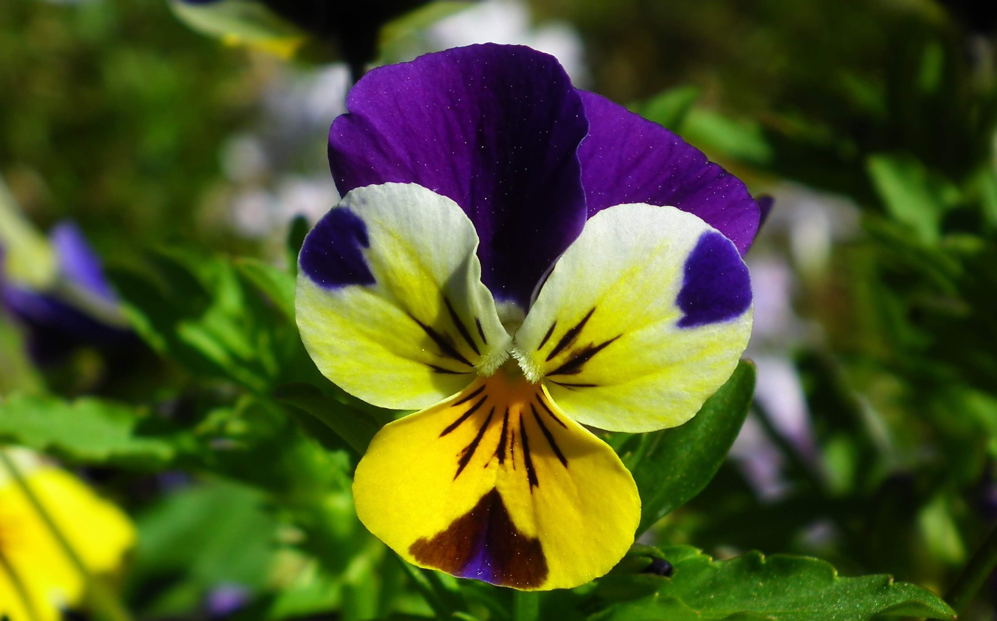 Pansies Photos, Download The BEST Free Pansies Stock Photos & HD Images