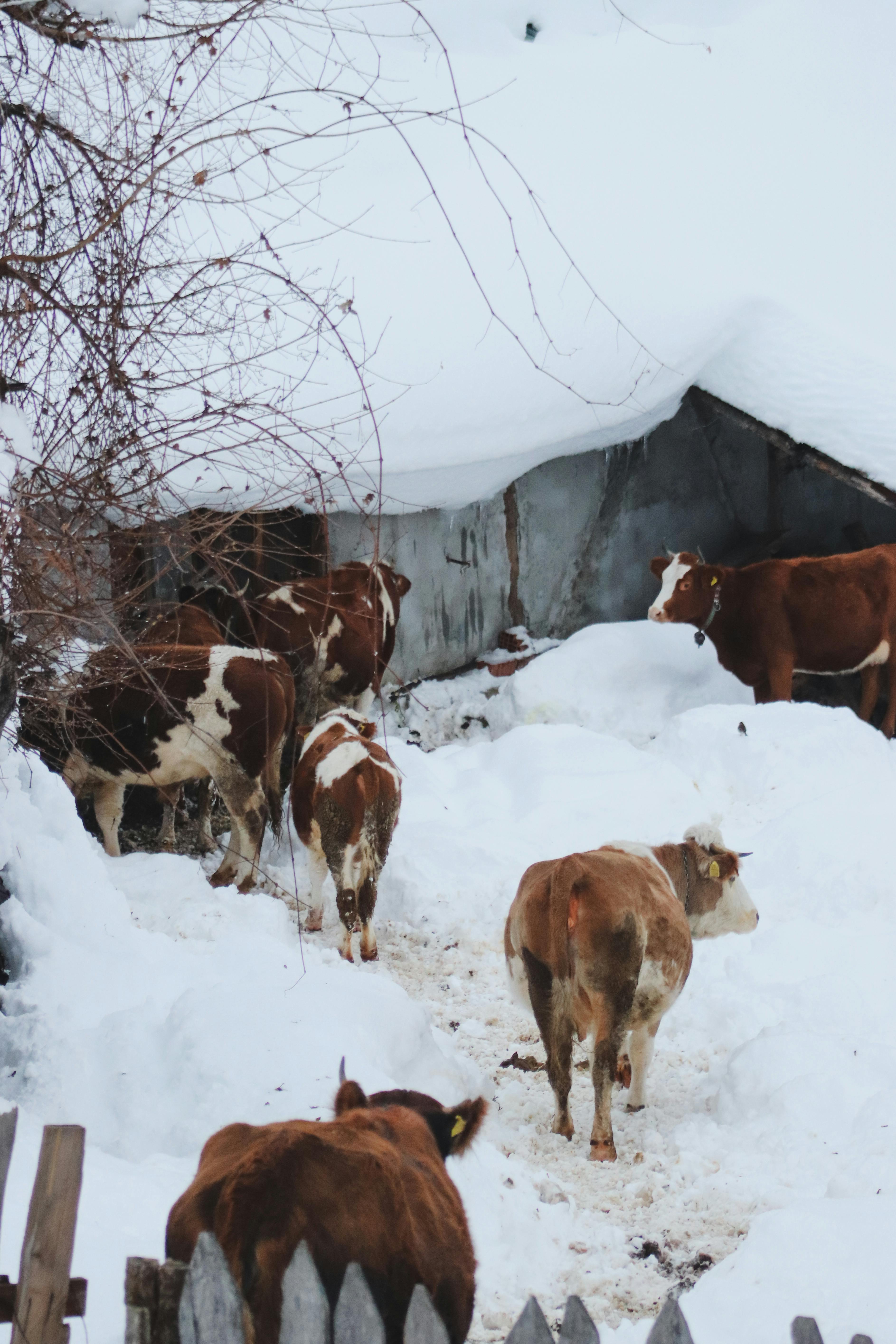 Honduras Country Photos, Download The BEST Free Honduras Country Stock ...