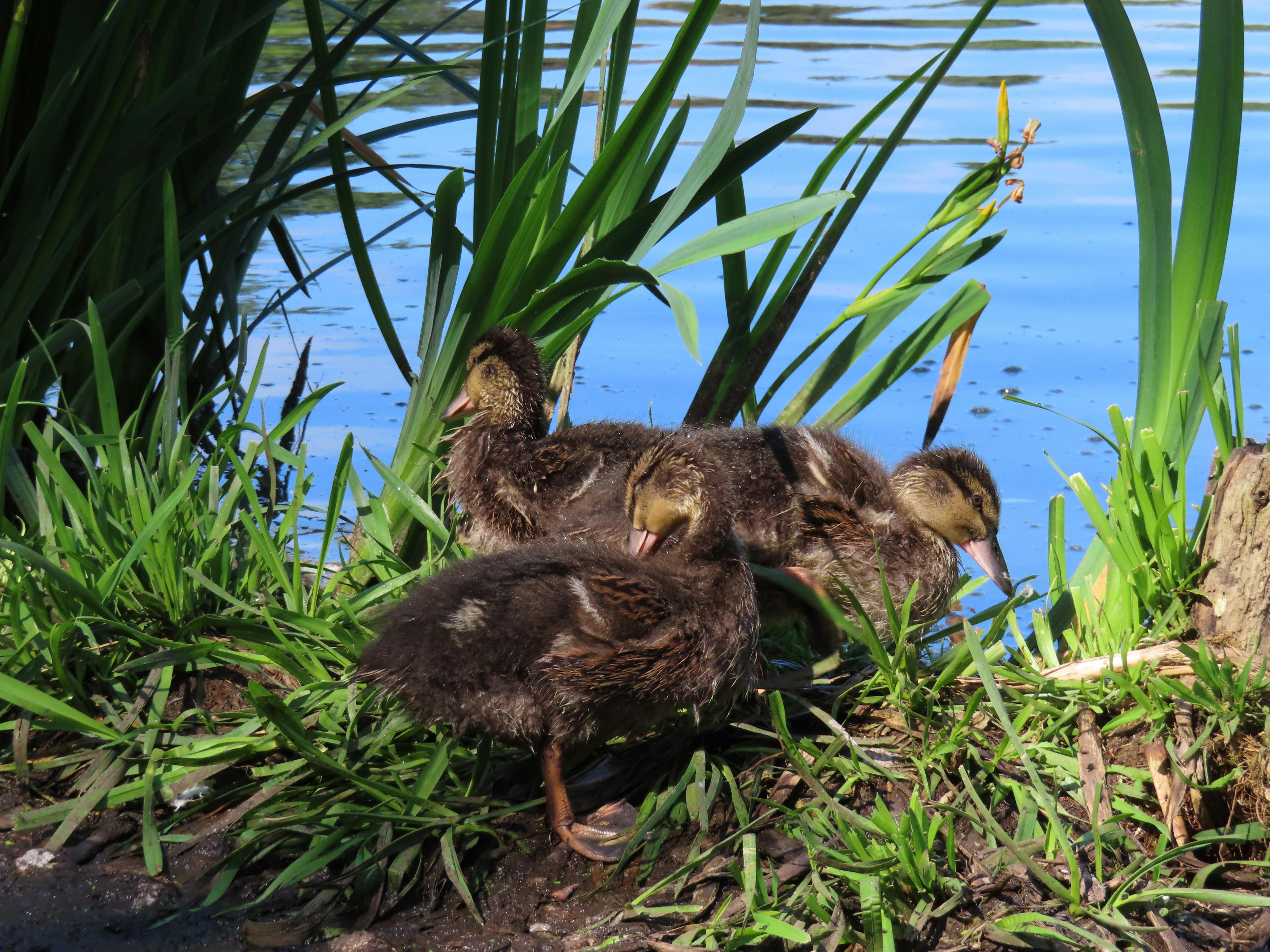 Cute Adorable Animals Photos, Download The BEST Free Cute Adorable ...