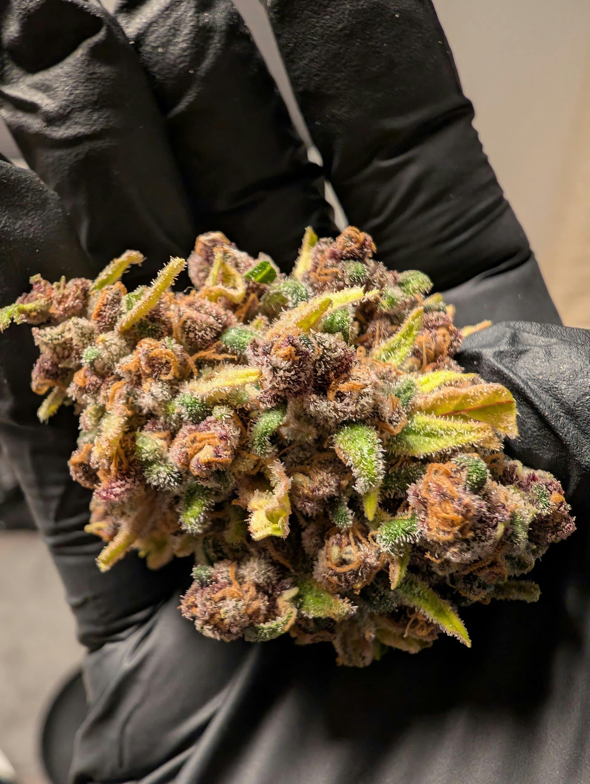 Legal+Ebiller Photos, Download The BEST Free Legal+Ebiller Stock Photos ...