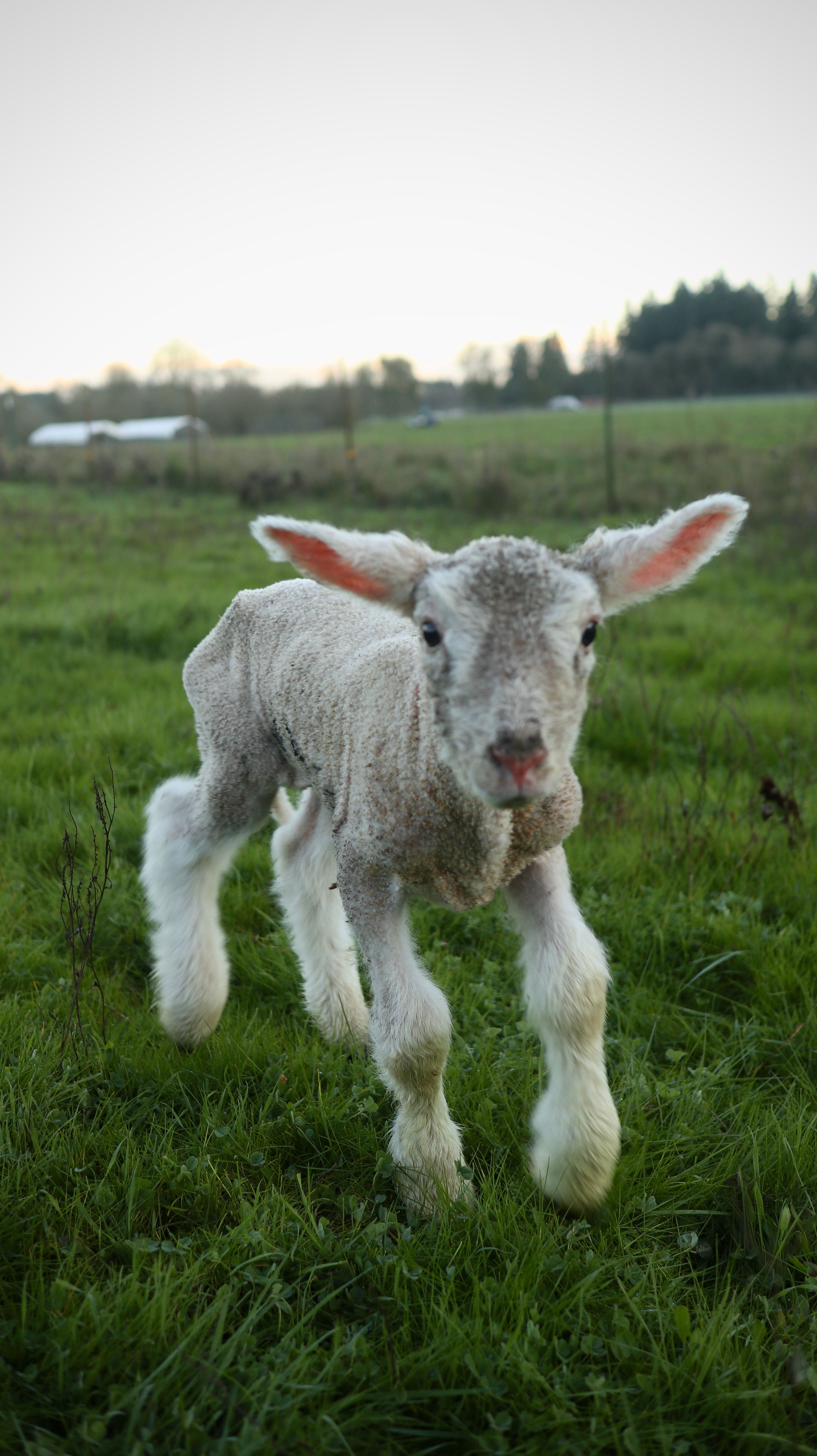 Lamb Photos, Download The BEST Free Lamb Stock Photos & HD Images