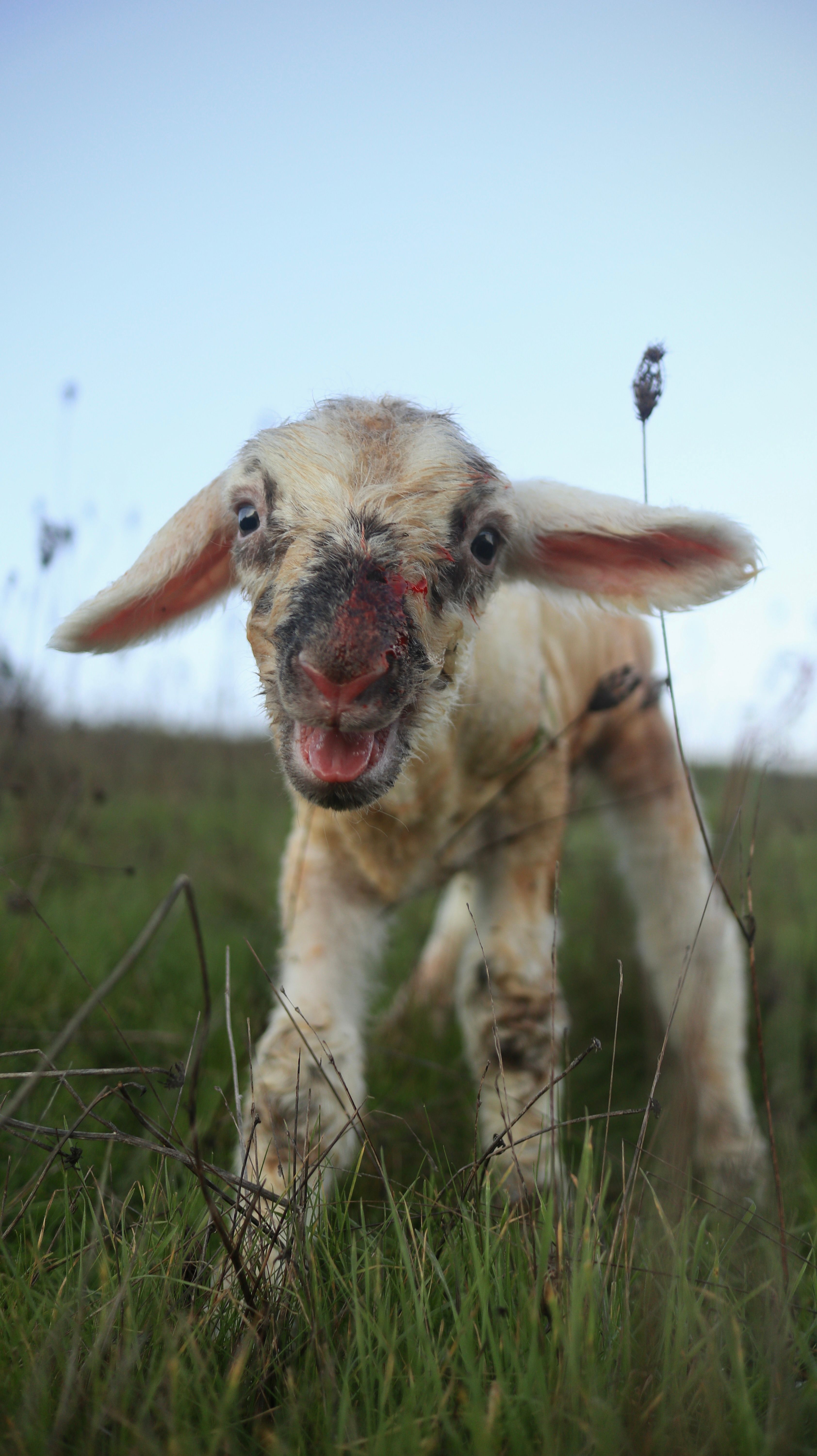 Noisy+Pixel+Hungry+Lamb Photos, Download The BEST Free Noisy+Pixel ...