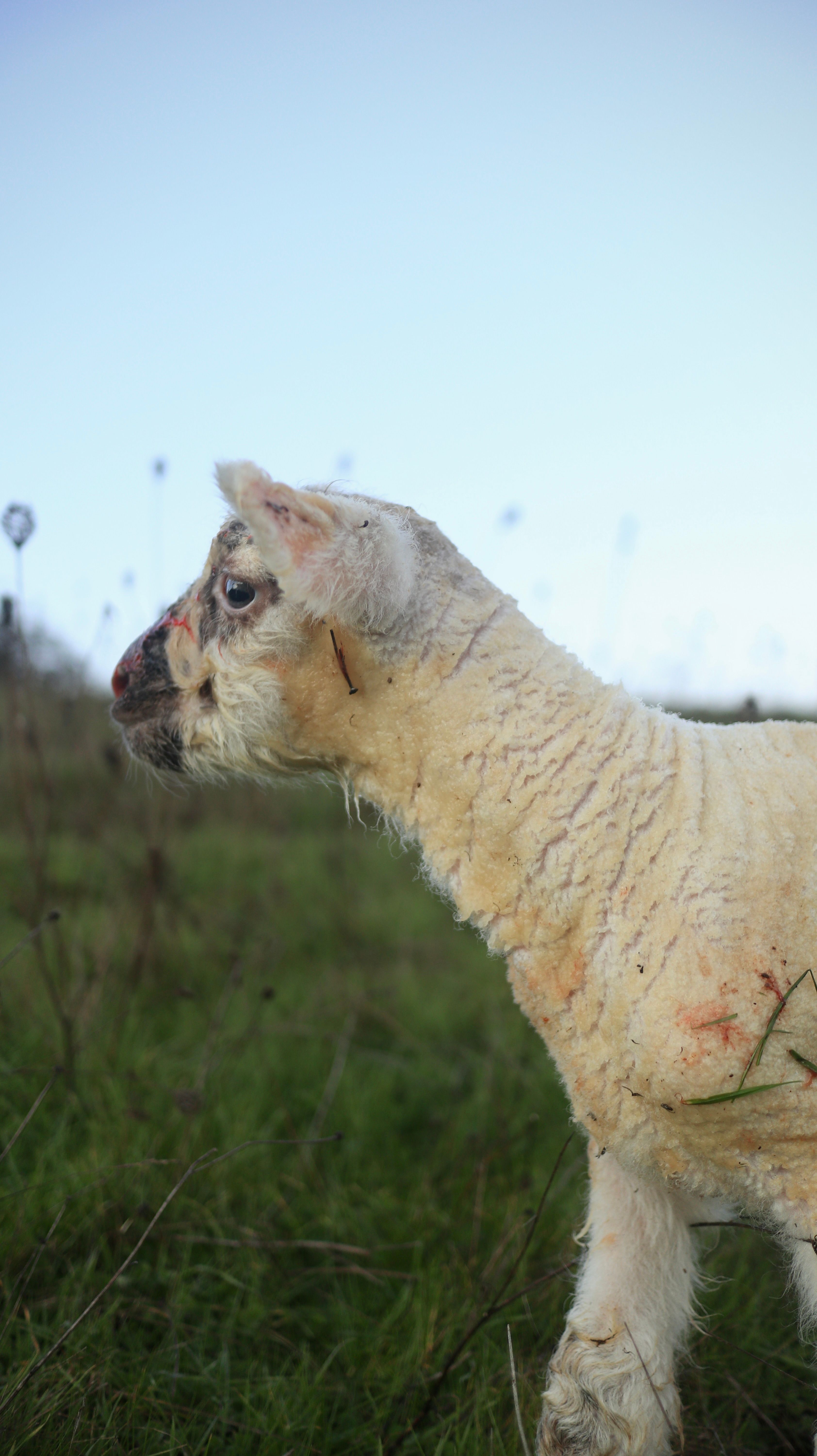 Lion And Lamb Photos, Download The BEST Free Lion And Lamb Stock Photos ...