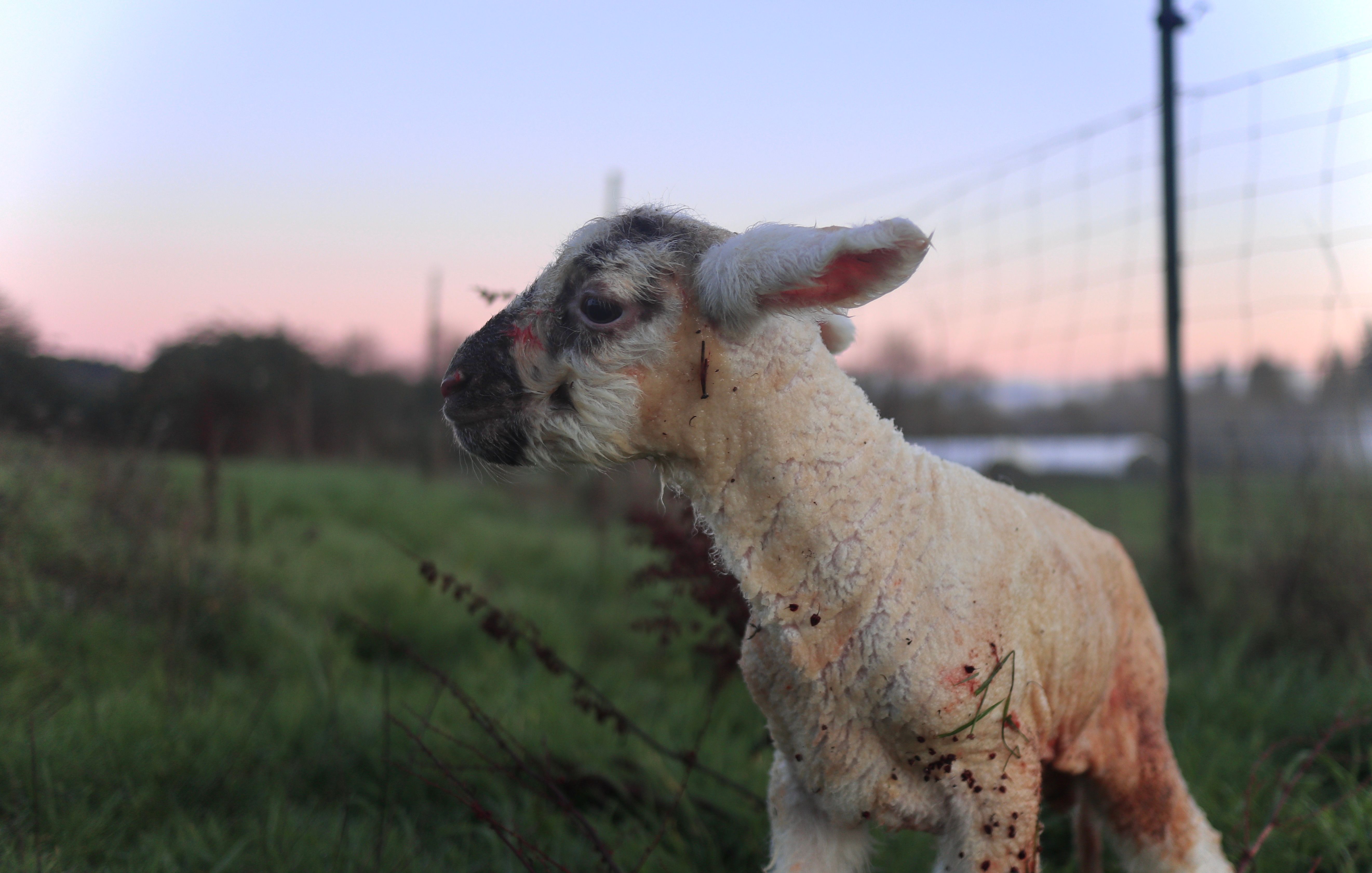 Cartoon Sheep Photos, Download The BEST Free Cartoon Sheep Stock Photos ...