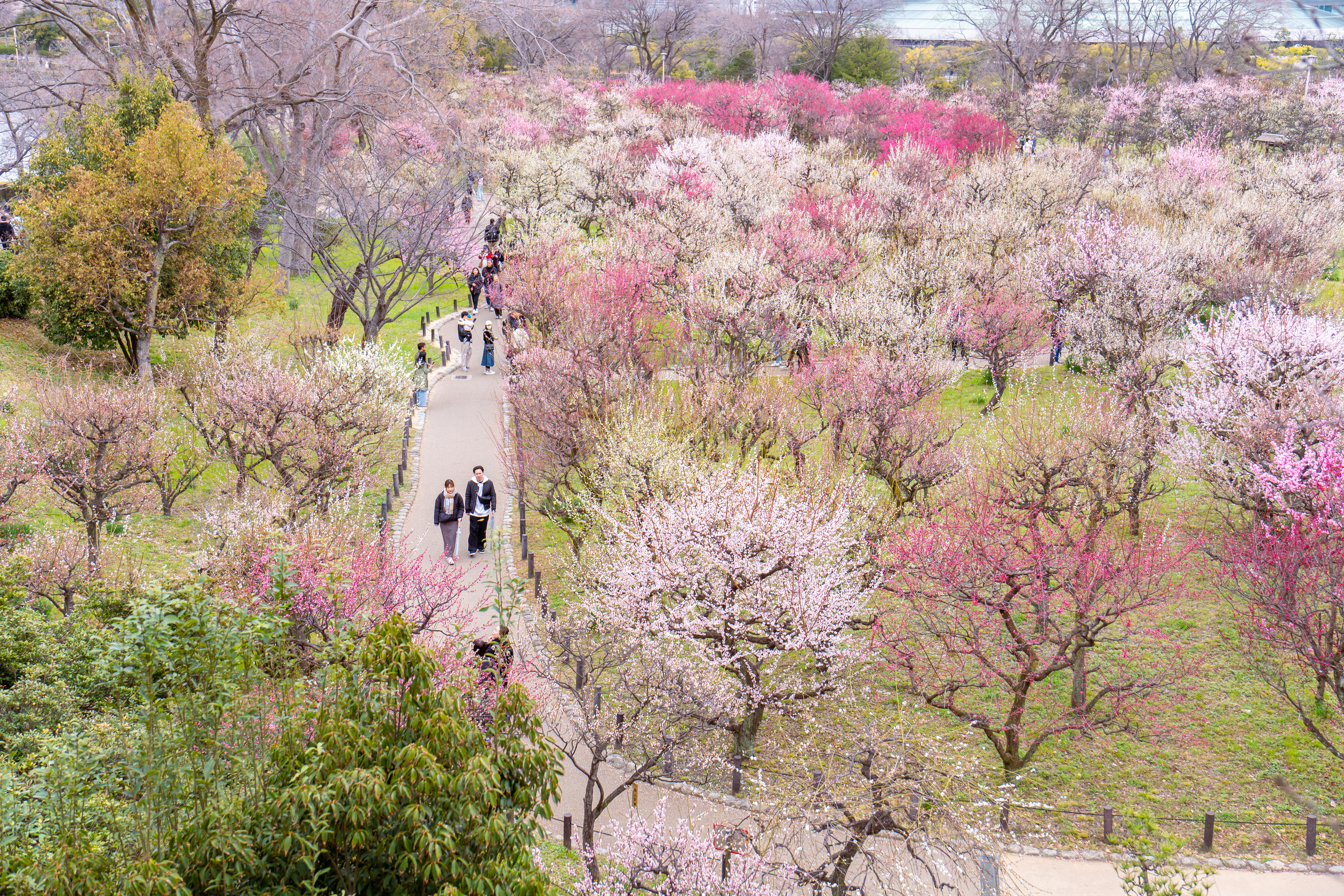 Cherry Blossom Pathway in Spring, Osaka Park · Free Stock Photo