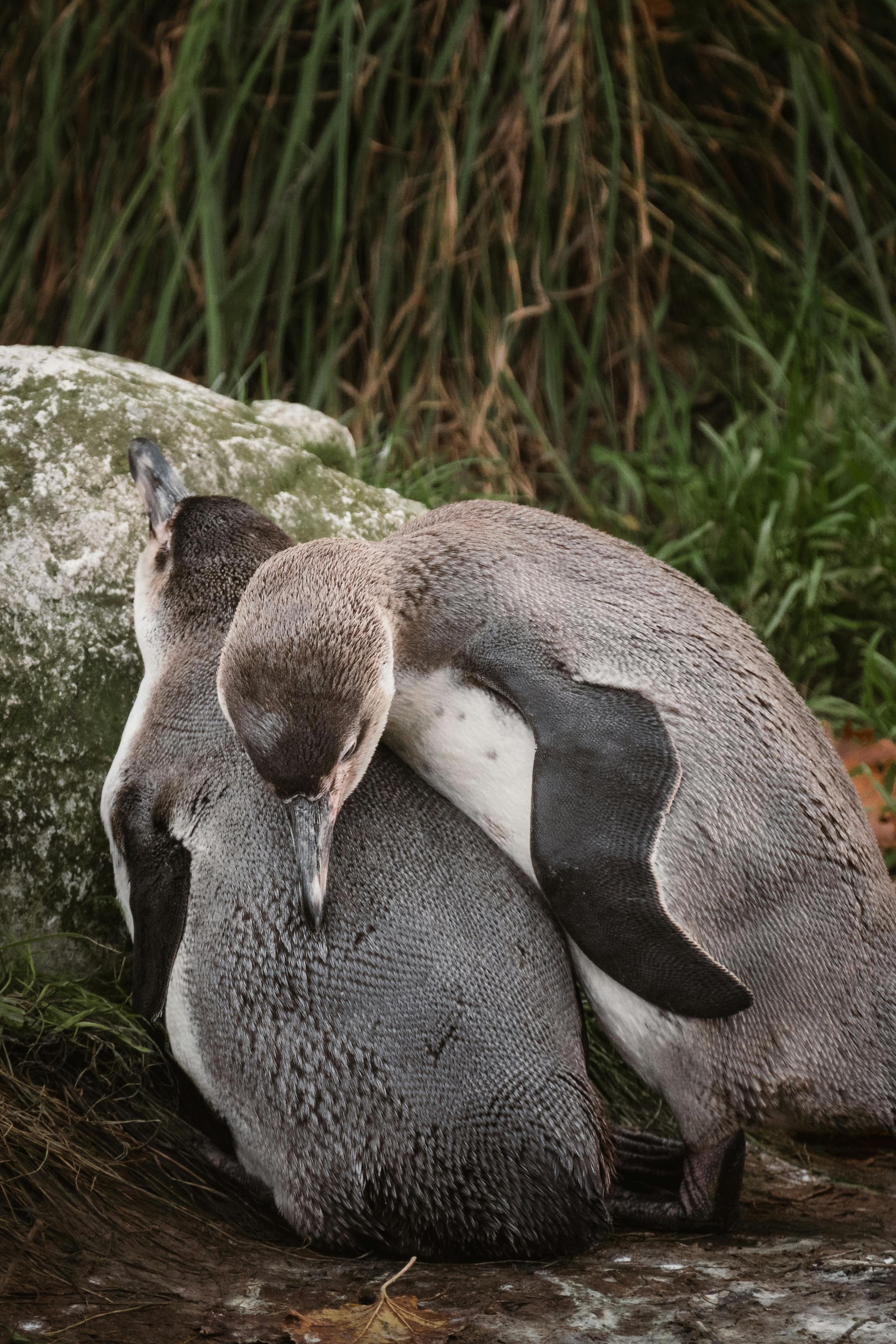 30.000+ Weinberg-bilder-kostenlos Bilder und Fotos · Kostenlos ...