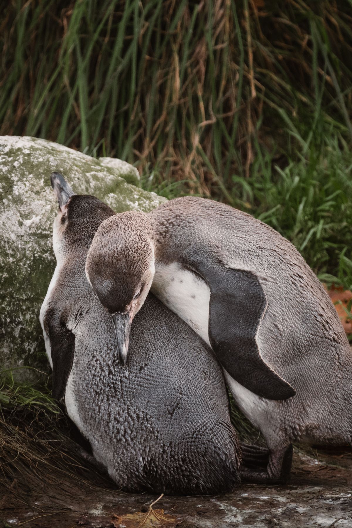 Penguin Desktop Wallpaper Photos, Download The BEST Free Penguin ...