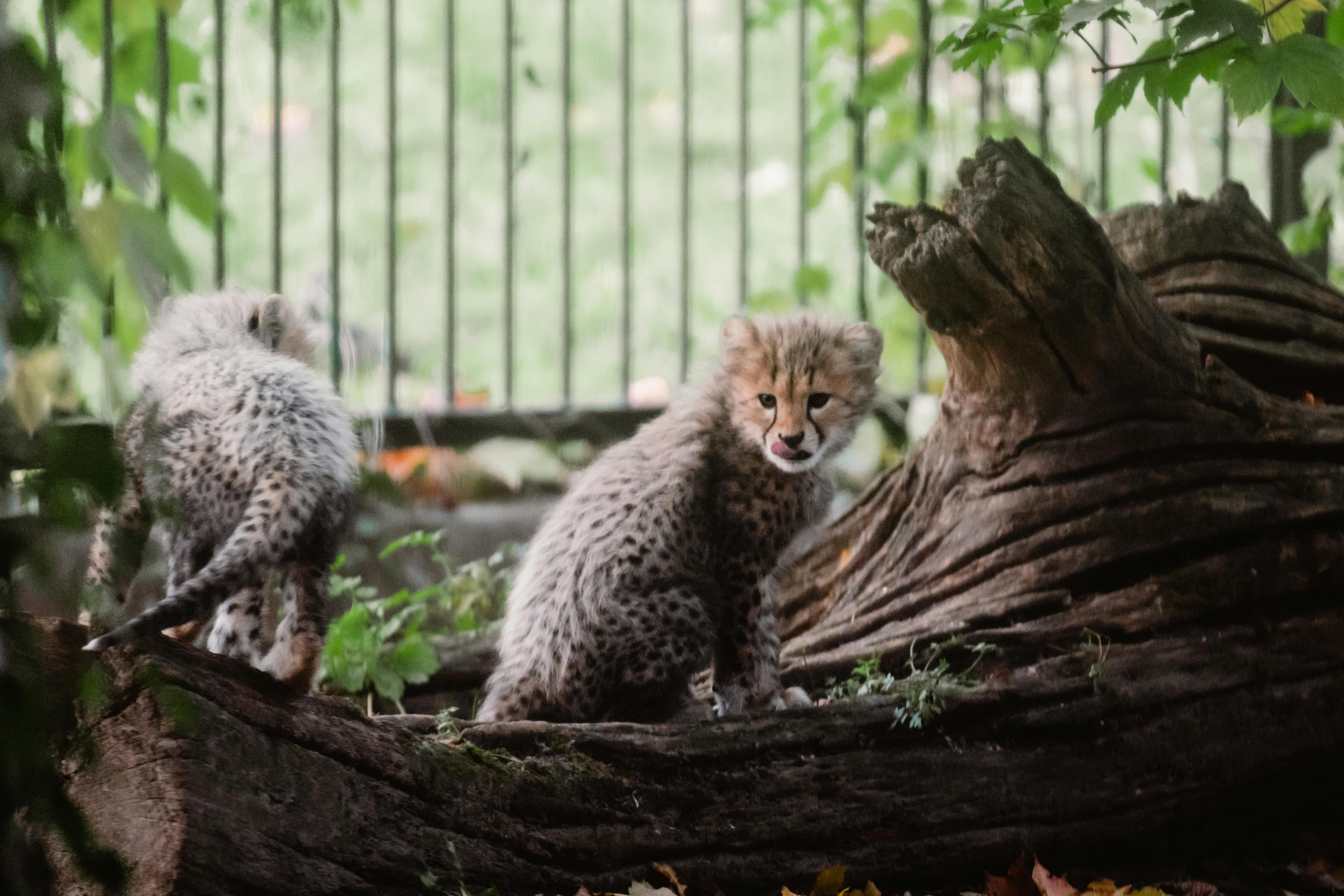 4k Pfp Anime Photos, Download The BEST Free 4k Pfp Anime Stock Photos ...