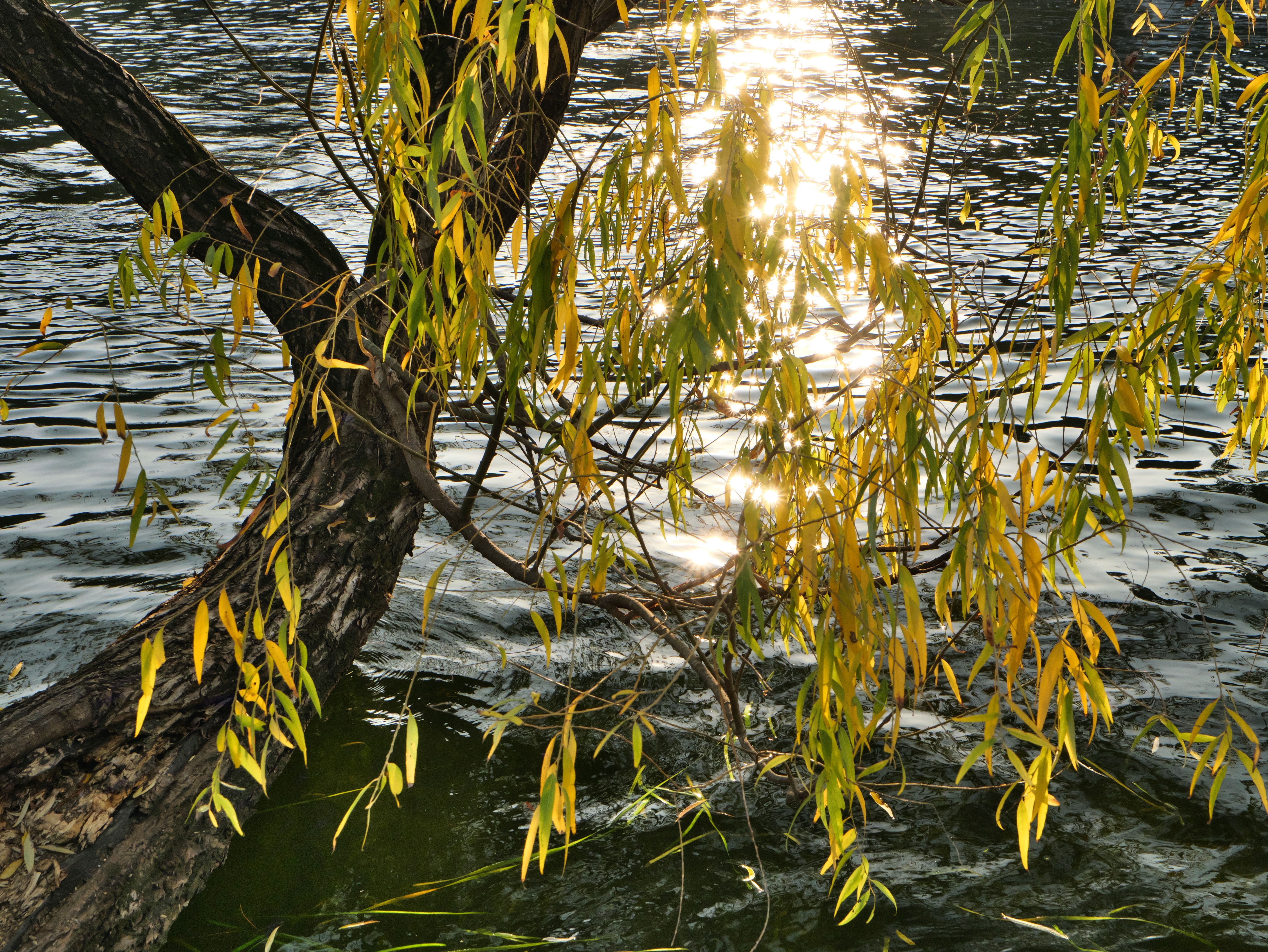 Sunlight Through Willow Leaves Over Water · Free Stock Photo