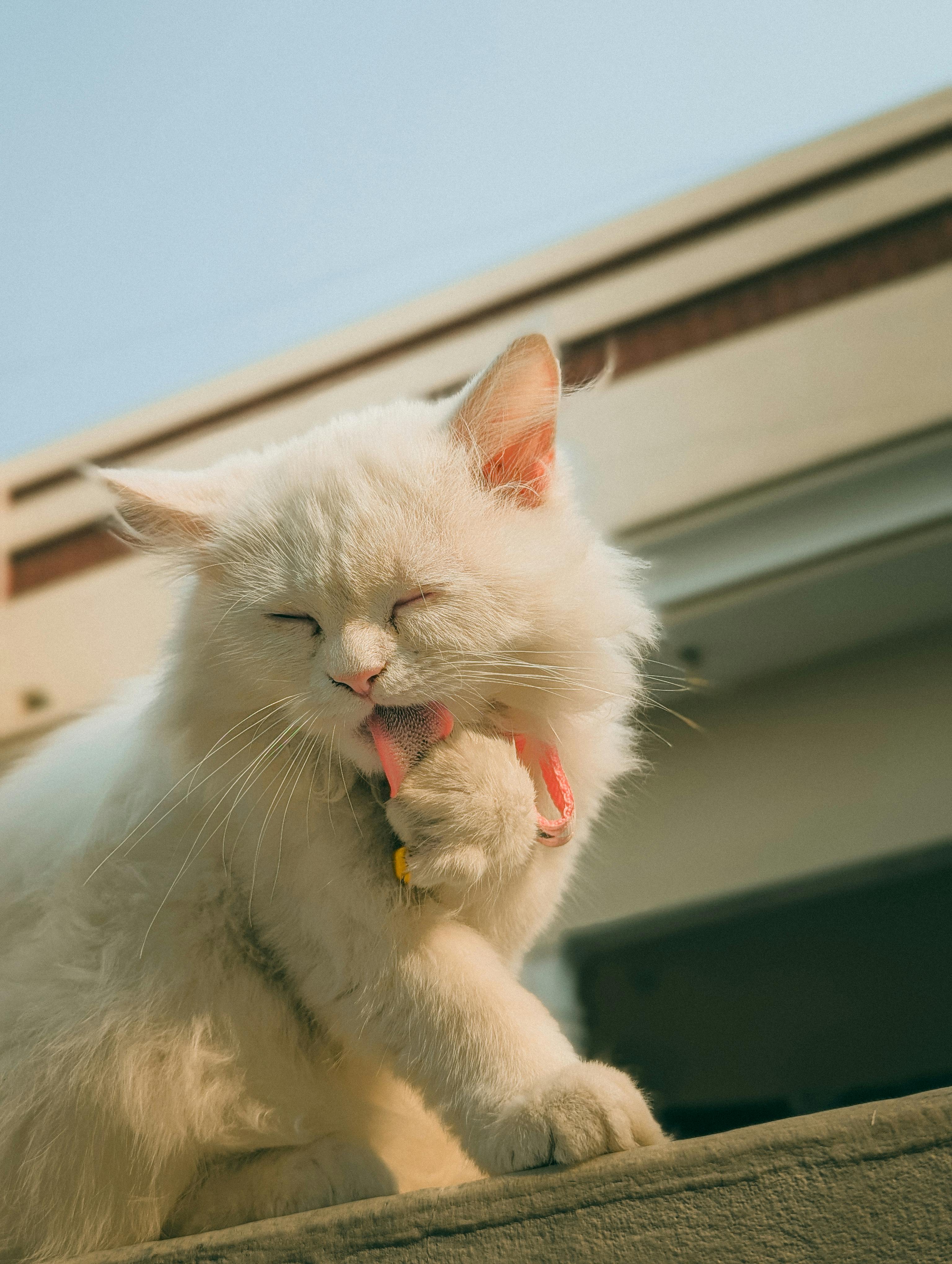 Punjab+Ki+Fuddi Photos, Download The BEST Free Punjab+Ki+Fuddi Stock ...