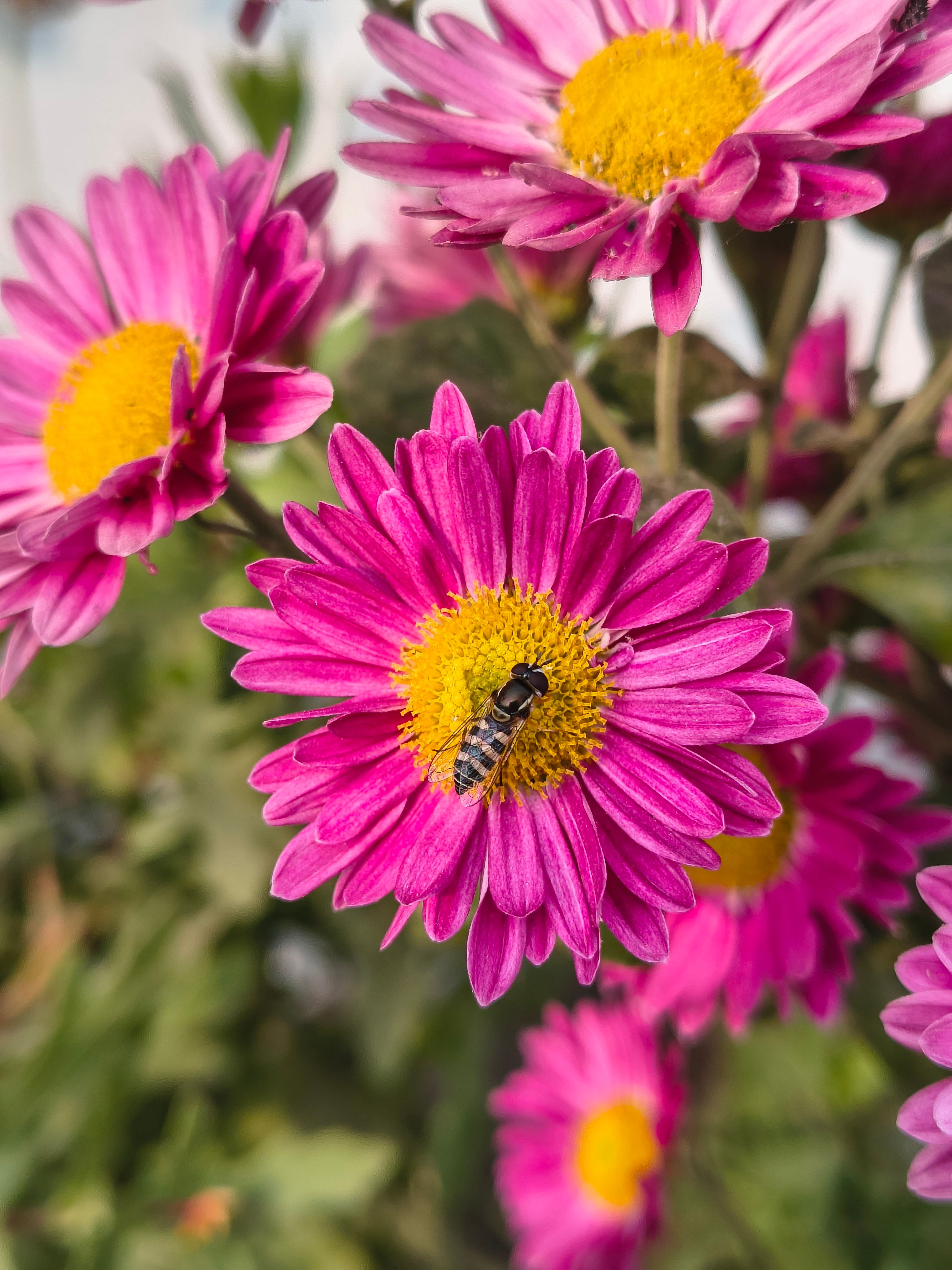 Vibrant Pink Flower with Bee Close-Up · Free Stock Photo