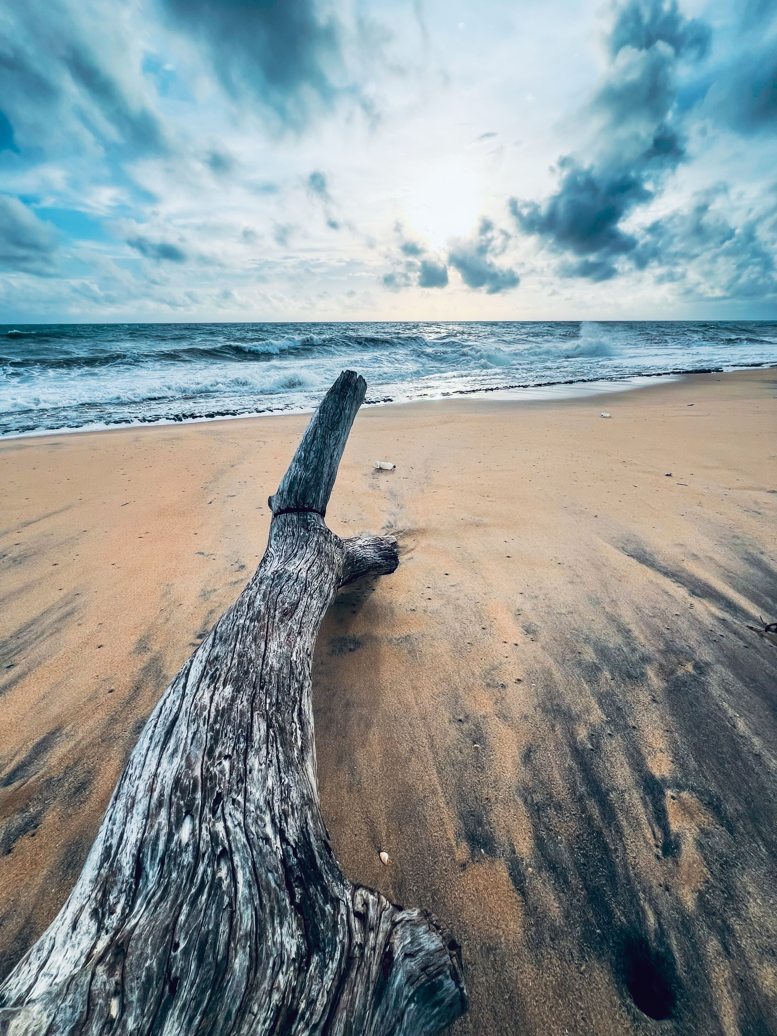 Dramatic Beach Shore with Driftwood and Clouds · Free Stock Photo