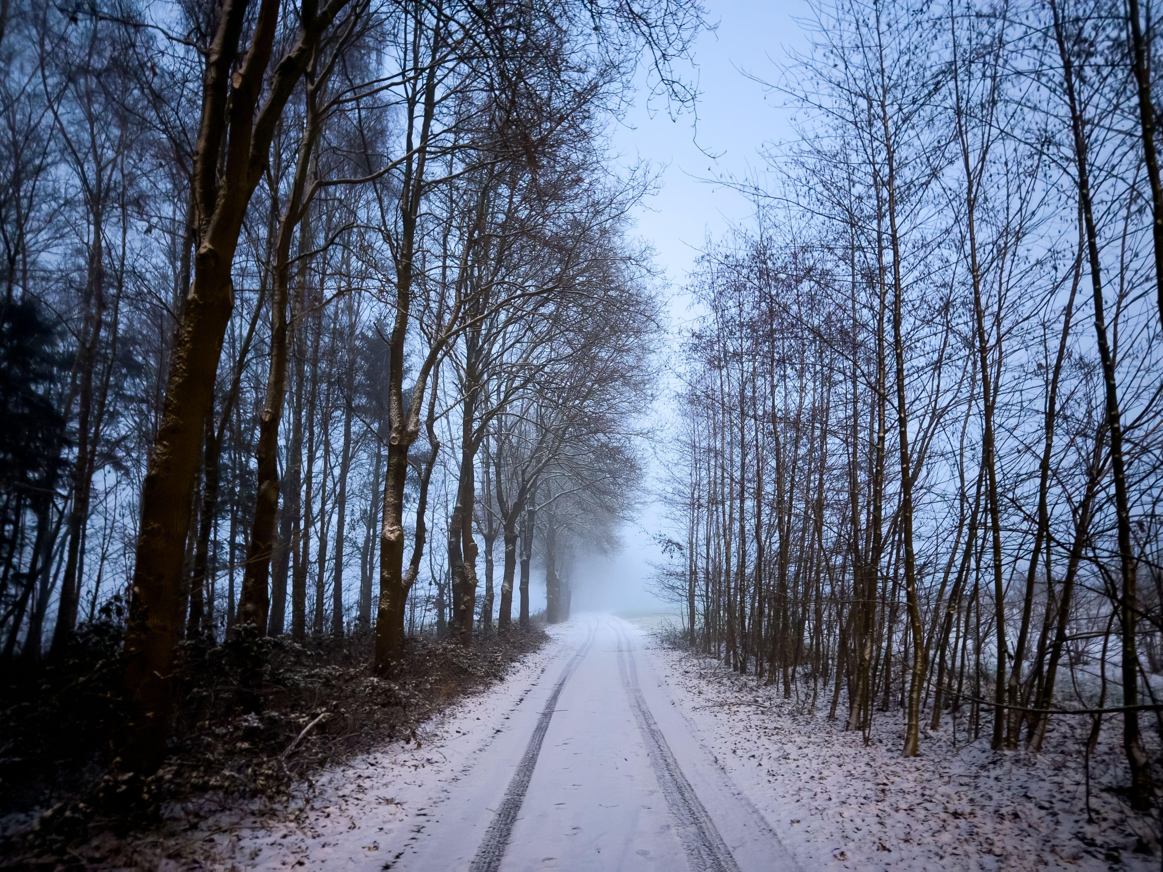Serene Snowy Path Through Winter Woods · Free Stock Photo