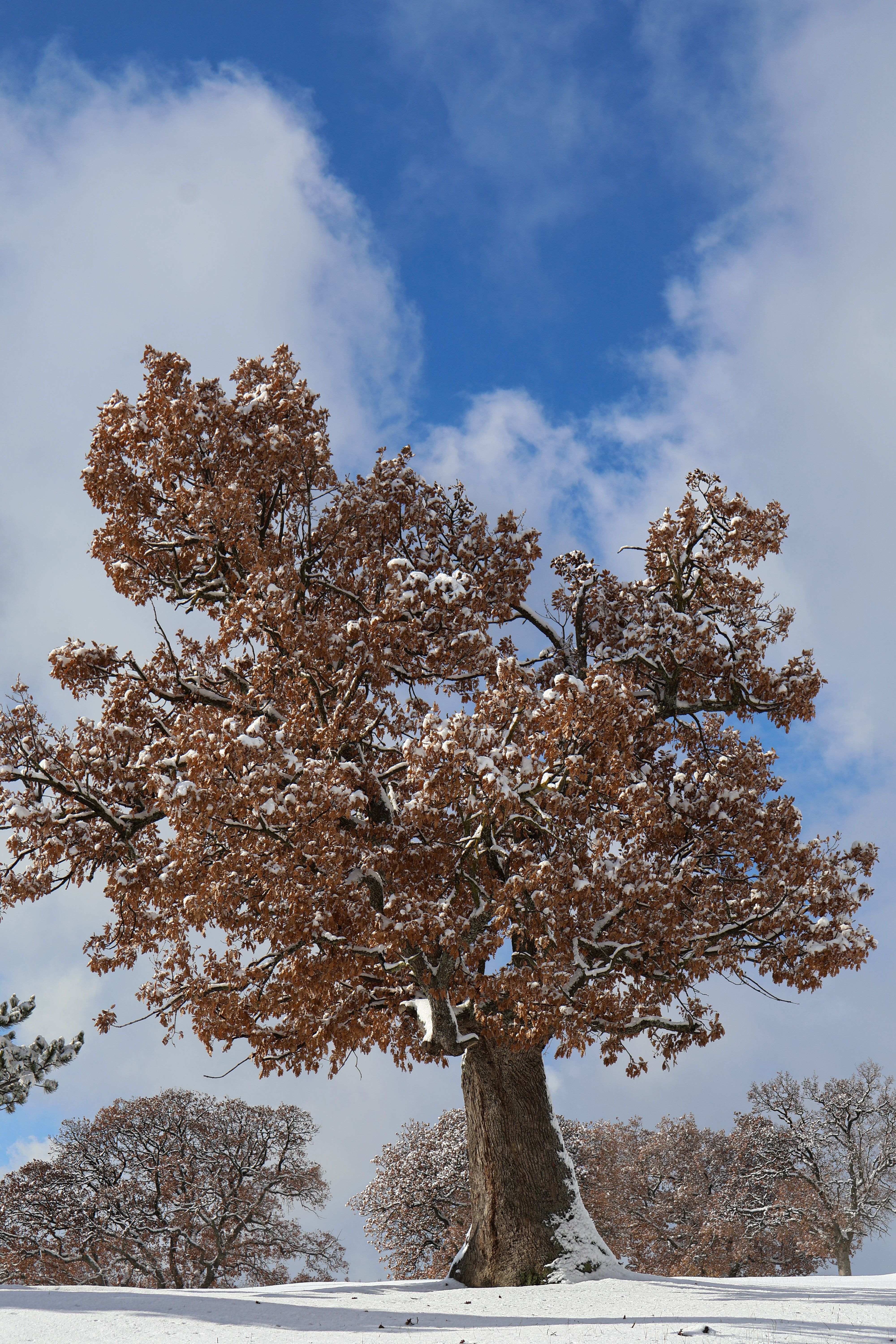 Majestic Snow-Covered Oak Tree in Winter Landscape · Free Stock Photo