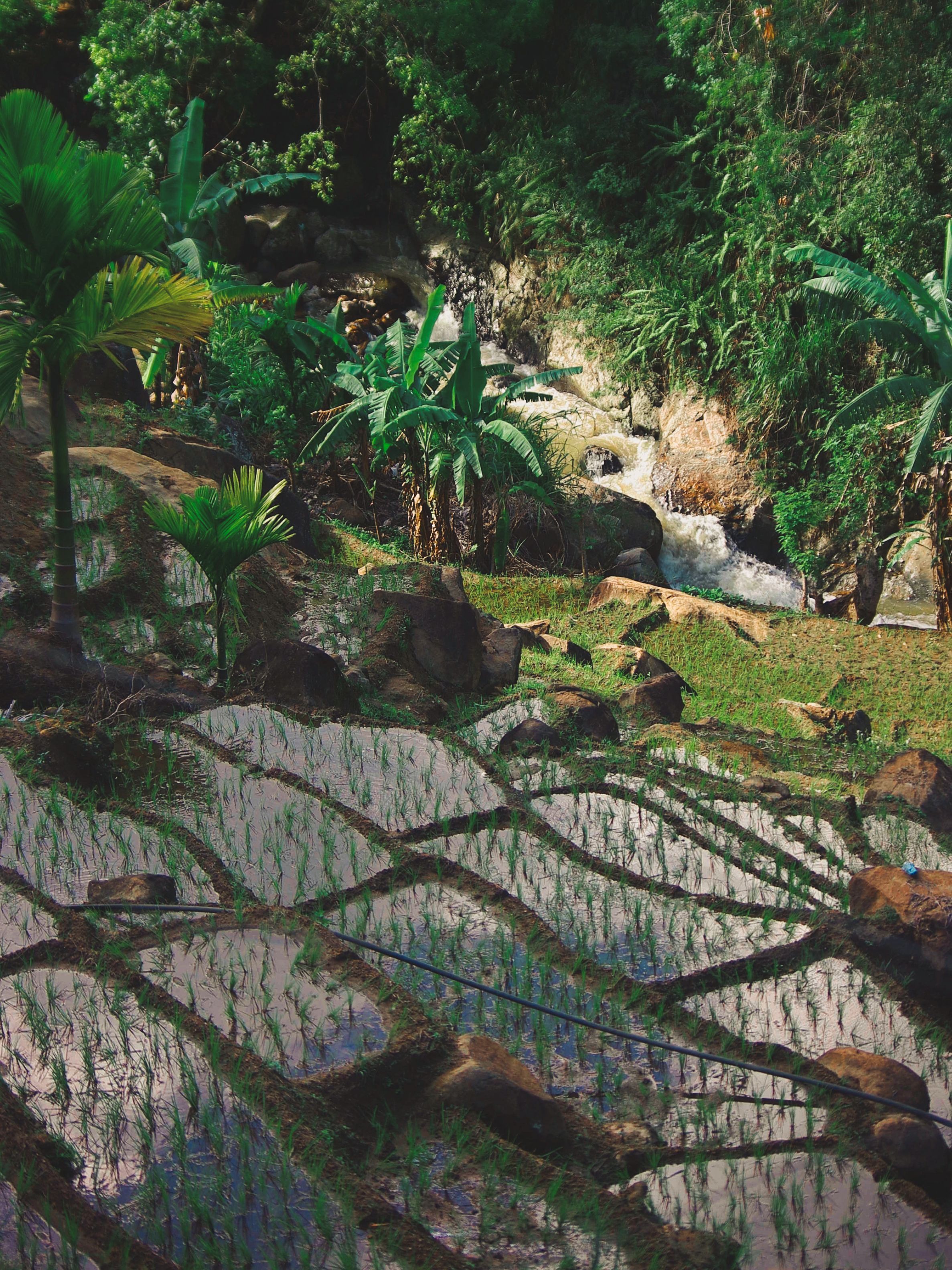 Lush Green Rice Terraces with Waterfall · Free Stock Photo