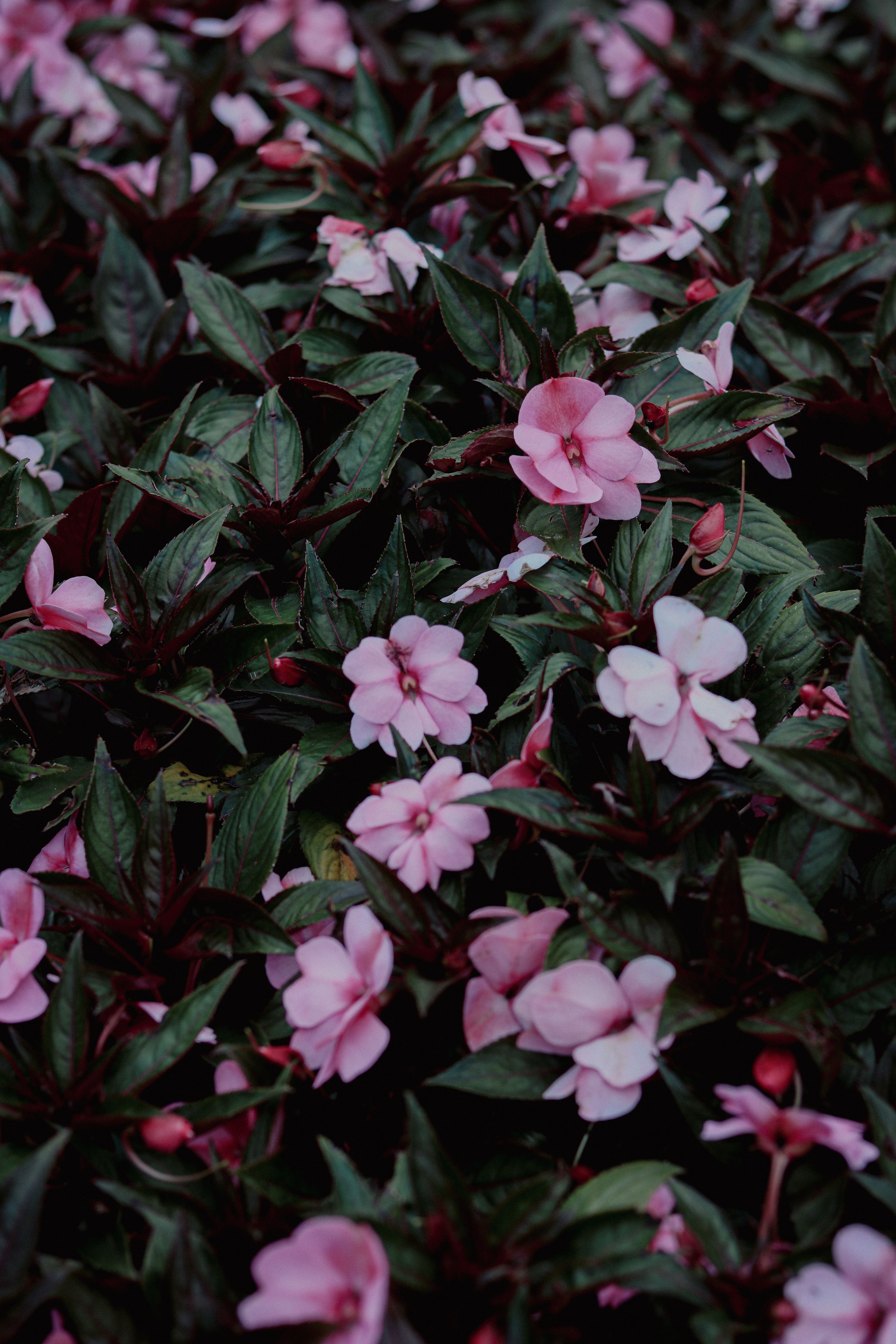 Vibrant Pink Flowers in Lush Greenery · Free Stock Photo