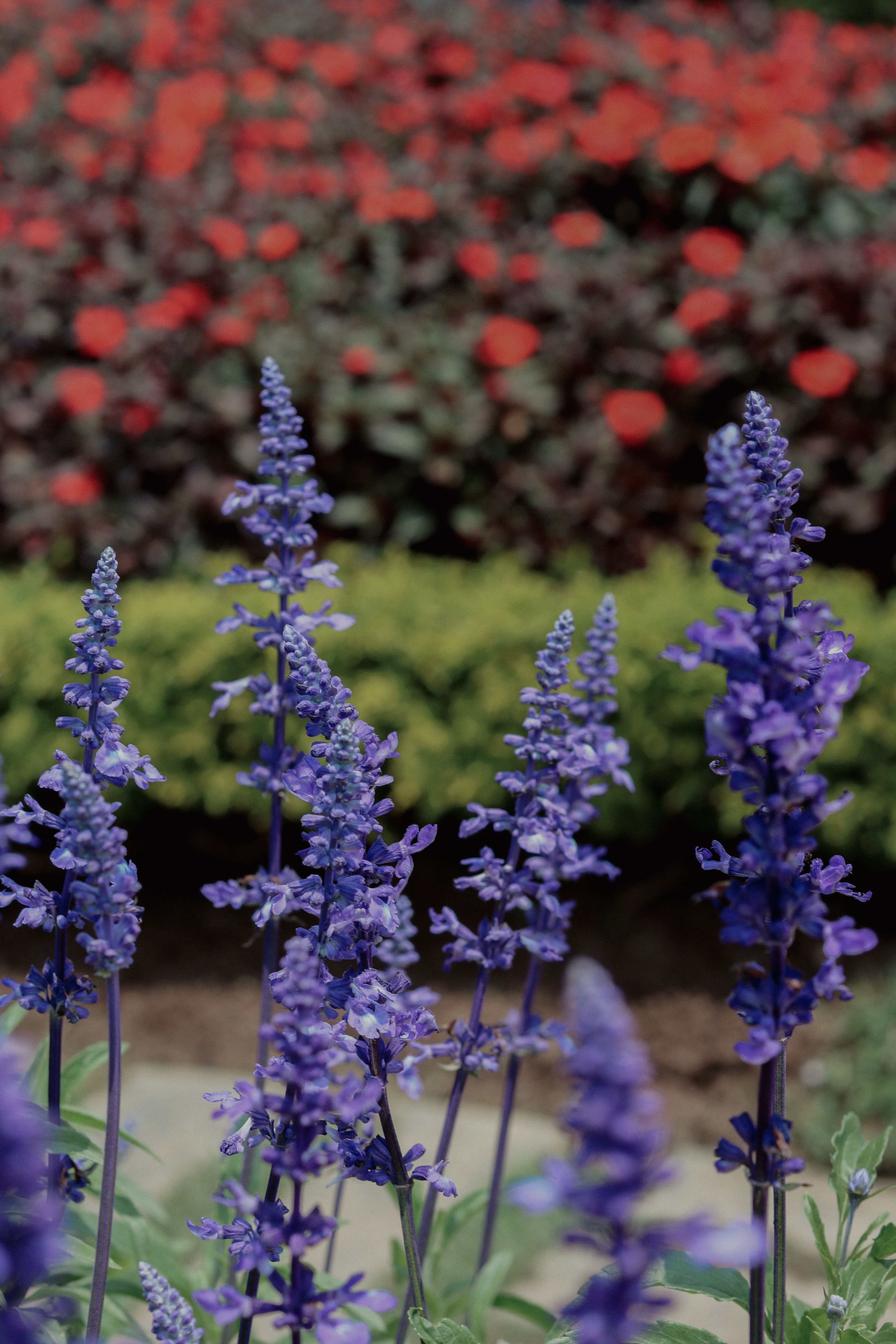 Vibrant Purple and Red Flower Garden · Free Stock Photo