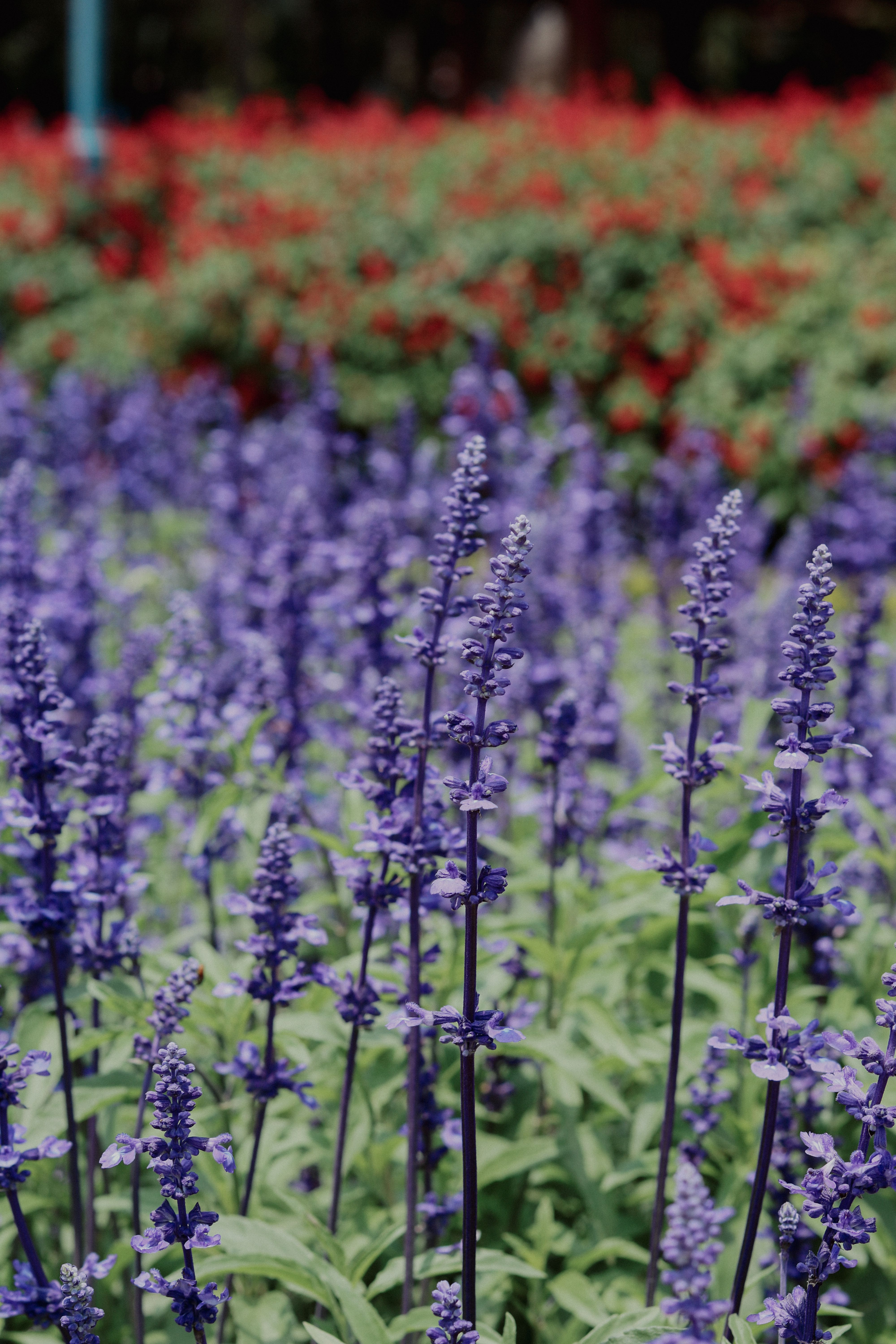 Lush Purple and Red Flower Field in Vietnam · Free Stock Photo