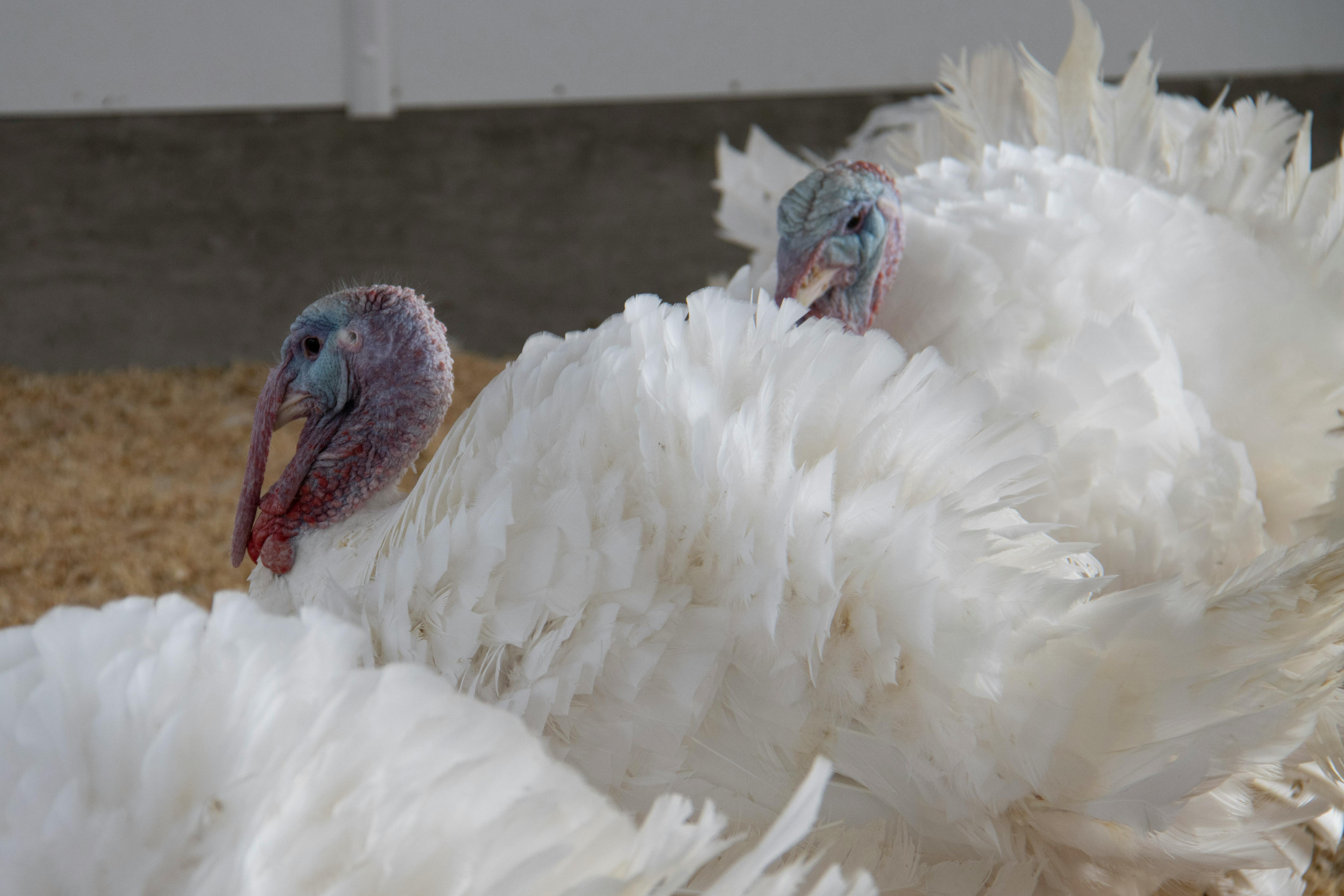 Turkeys 11 Photos & Videos Collected by Mark Stebnicki