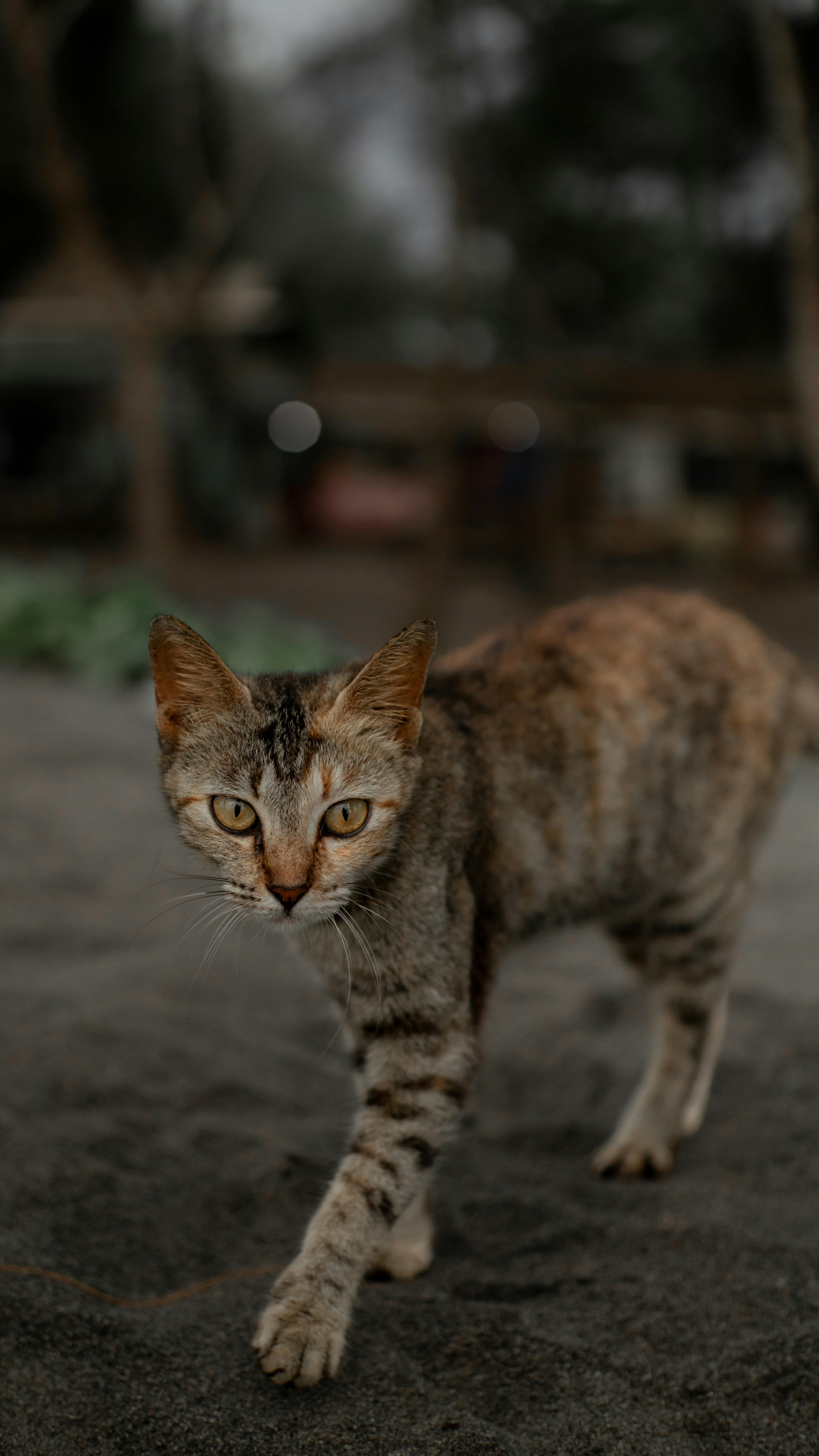 Real Cats Photos, Download The BEST Free Real Cats Stock Photos & HD Images