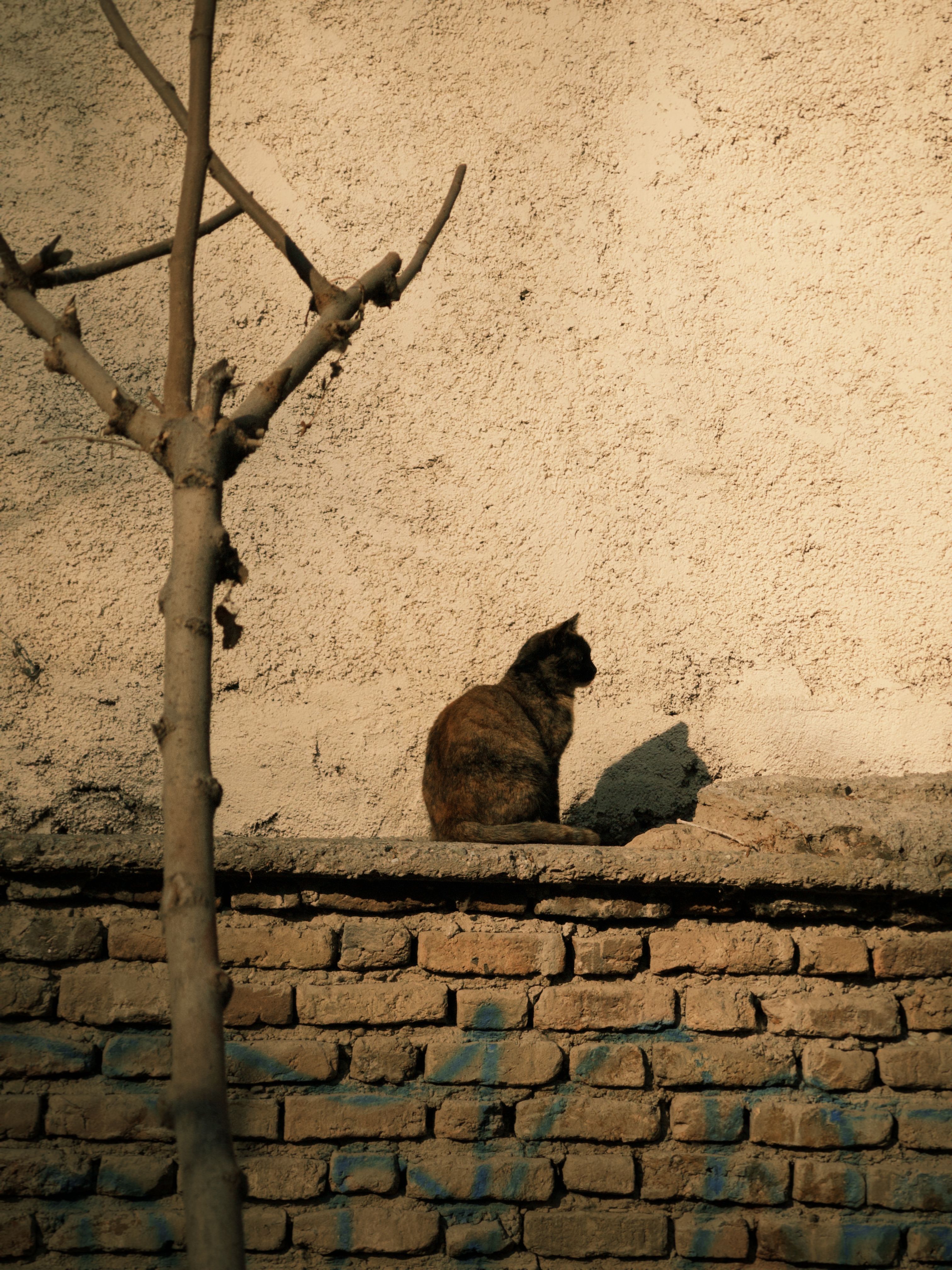 Real Cats Photos, Download The BEST Free Real Cats Stock Photos & HD Images