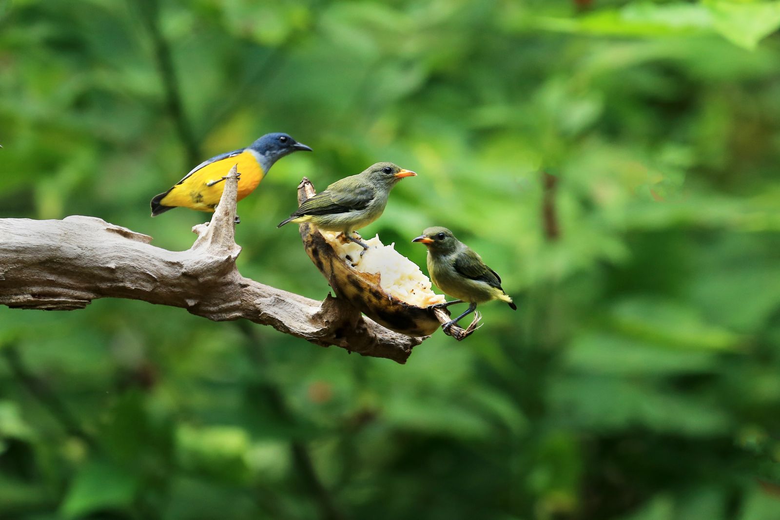 Colorful Birds Photos, Download The BEST Free Colorful Birds Stock ...