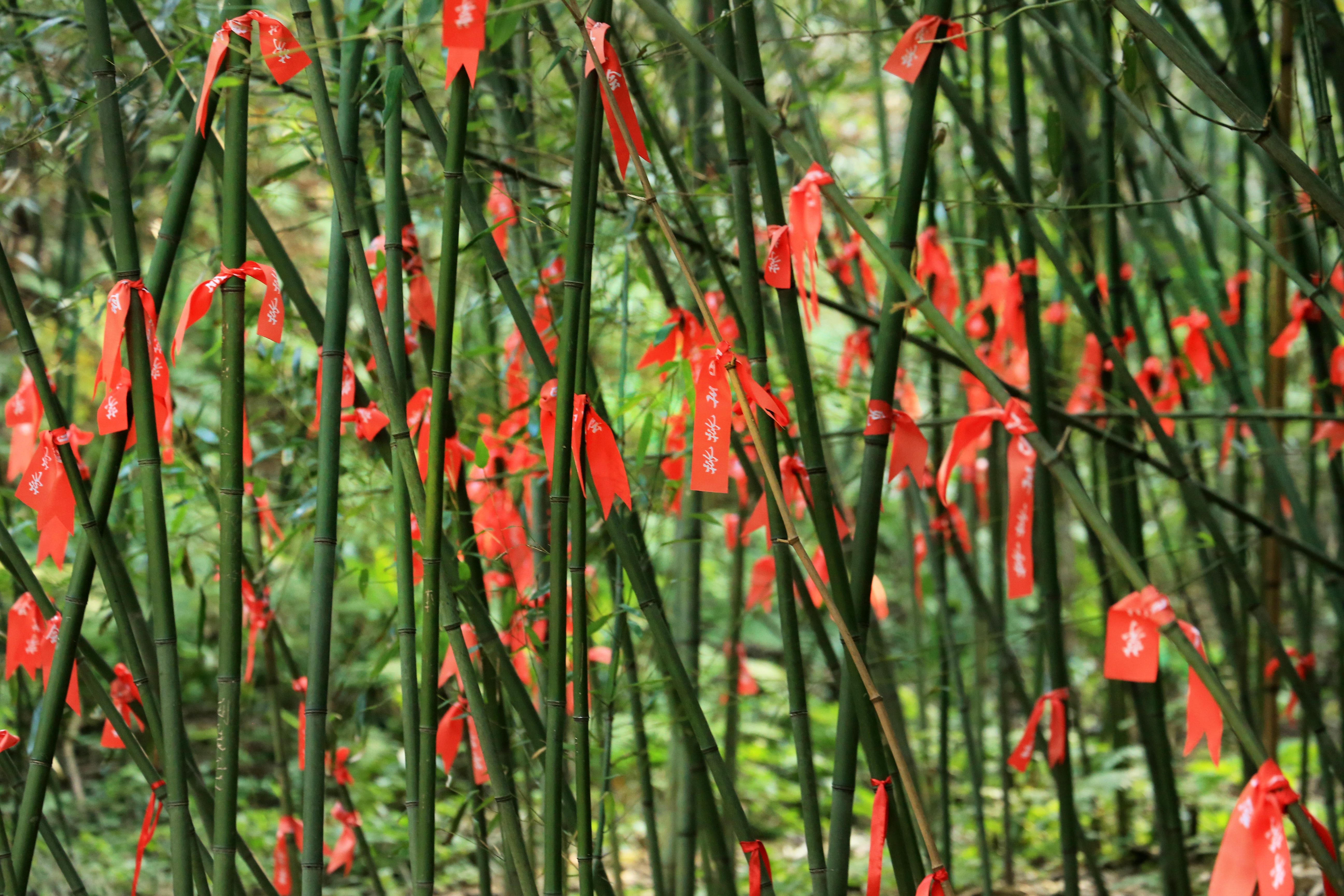Bamboo Forest with Red Prayer Ribbons · Free Stock Photo
